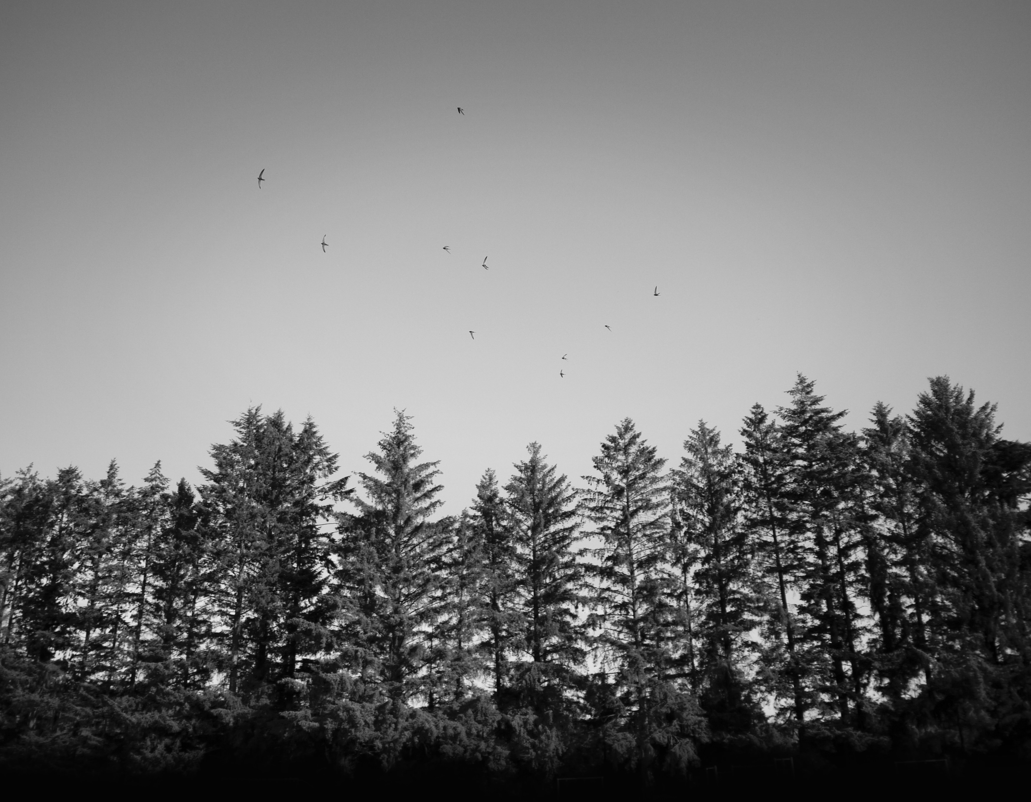 Flight Above the Pines: A Quiet Convergence of Trees and Sky
