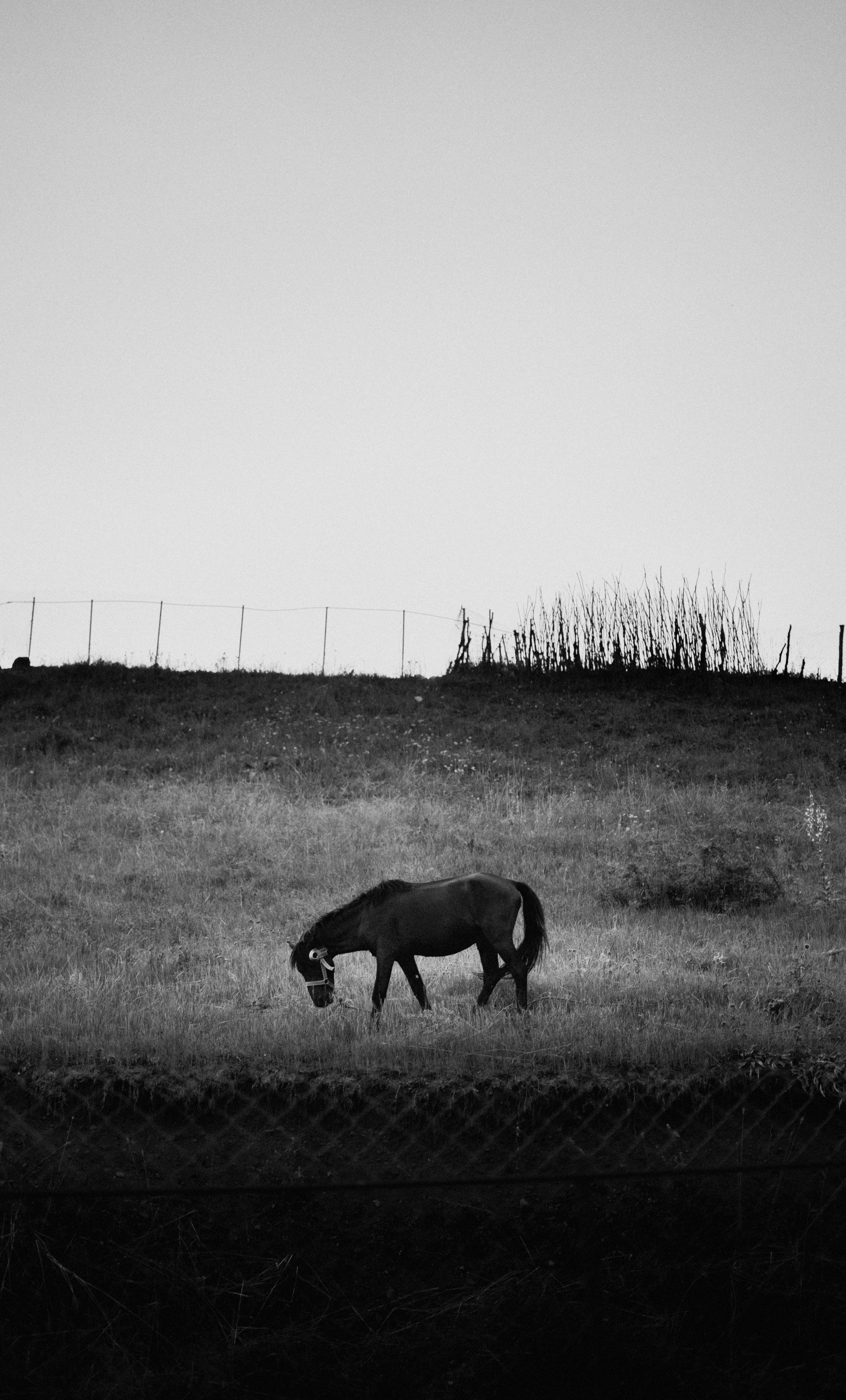 Hushed Pasture: A Lone Horse Against the Distant Wire
