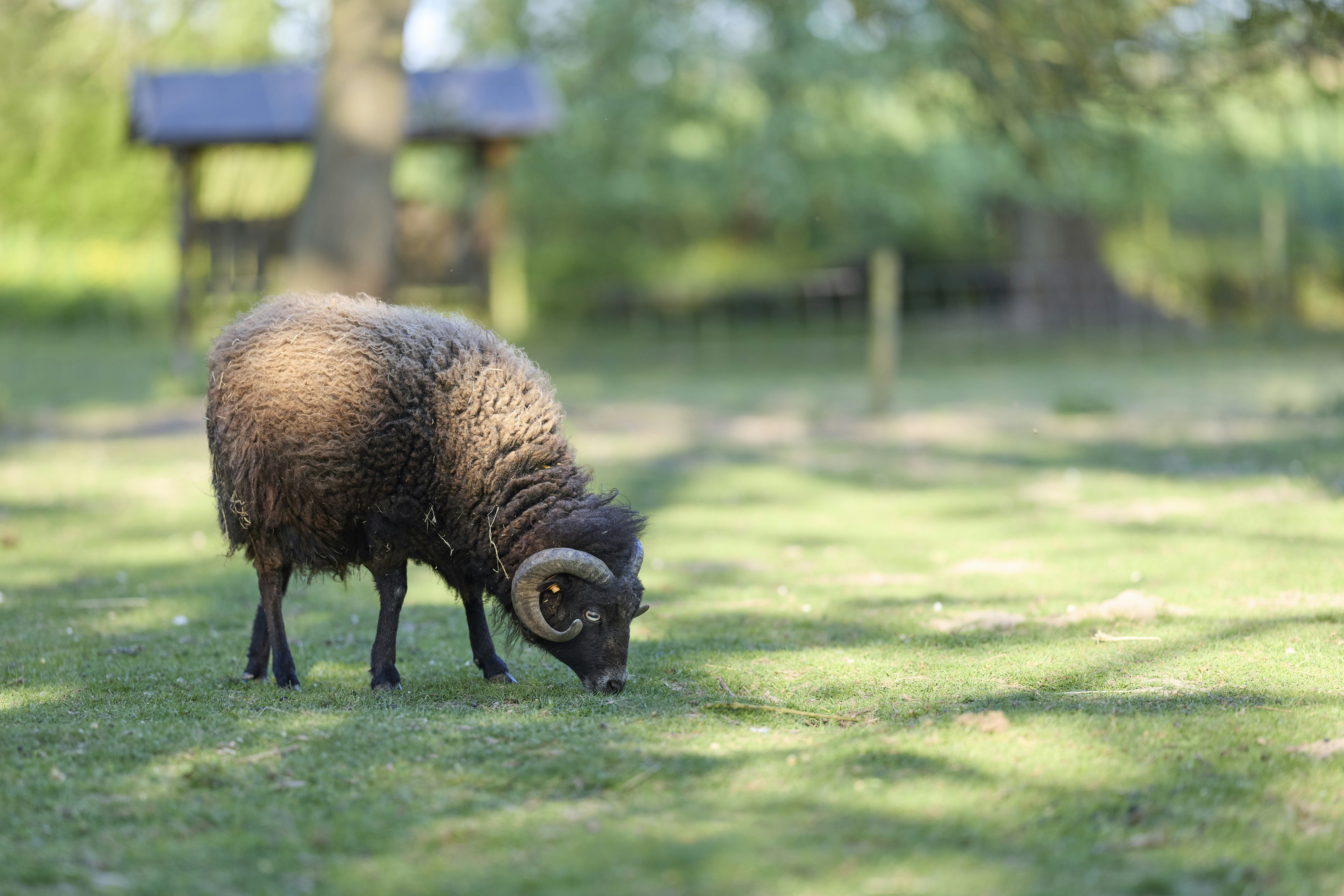 Grazing in Dappled Light: A Ram Beneath the Park’s Shade