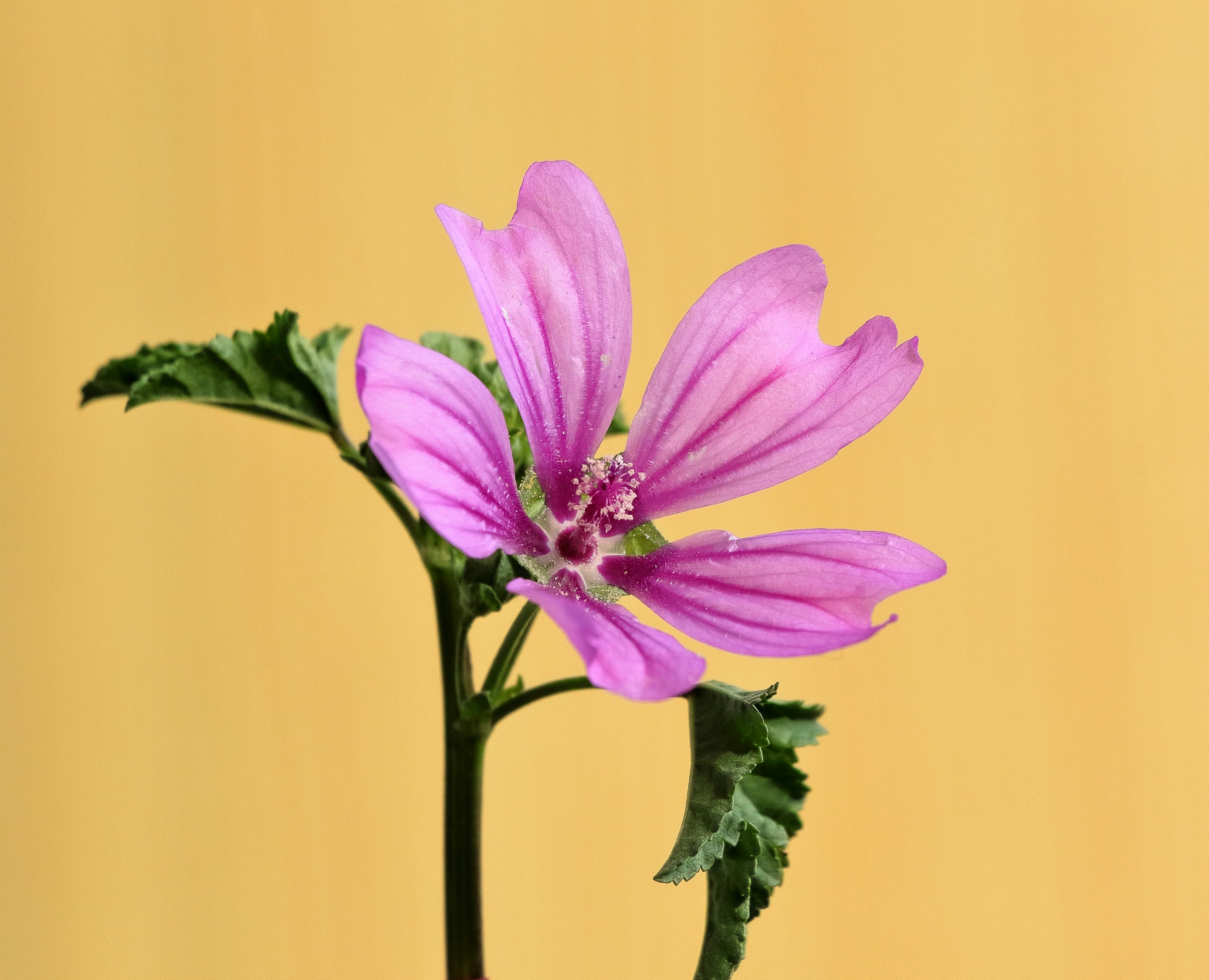Pink Petals in a Bright Corridor