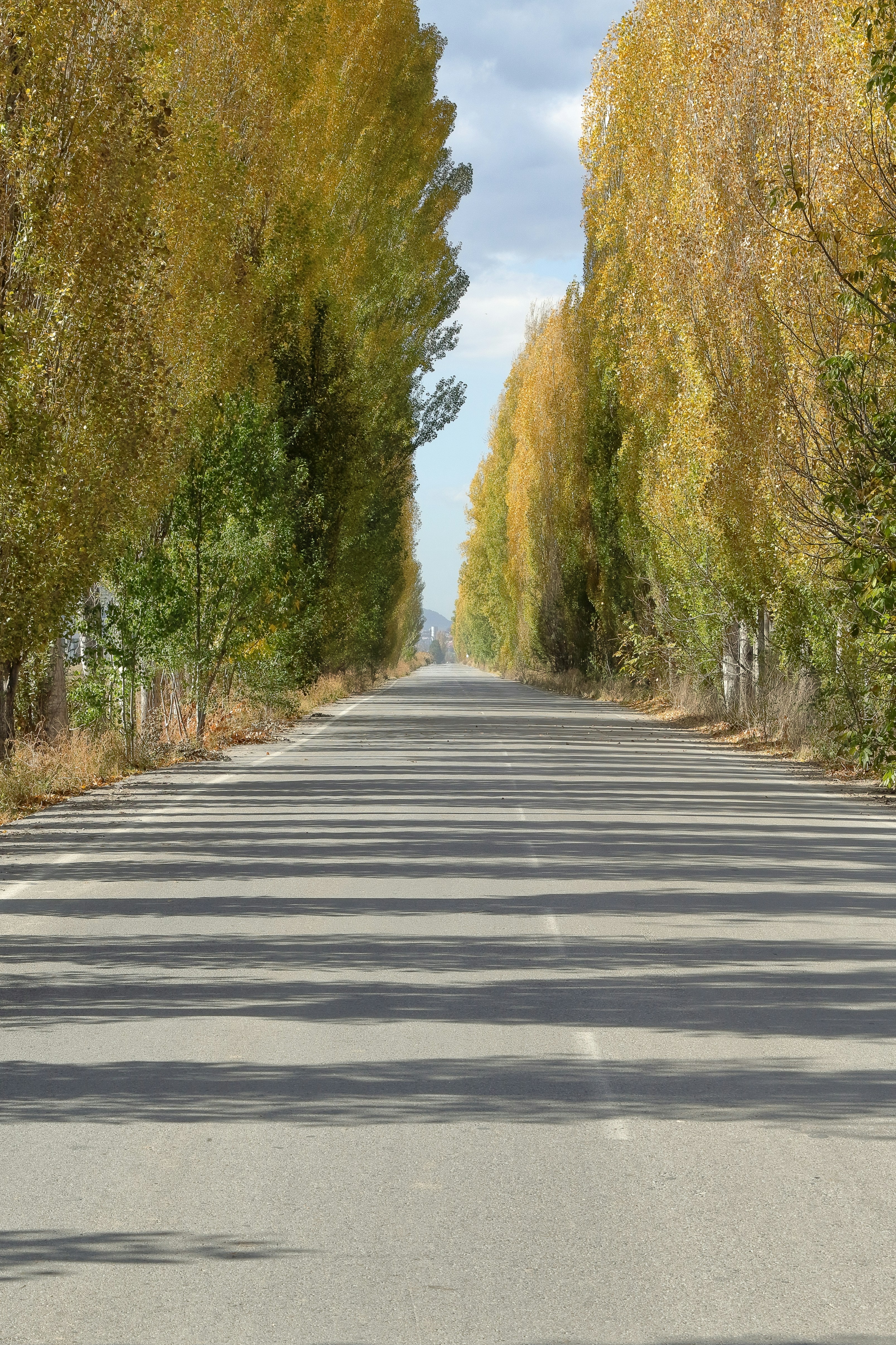 Long Avenue of Autumn Canopy