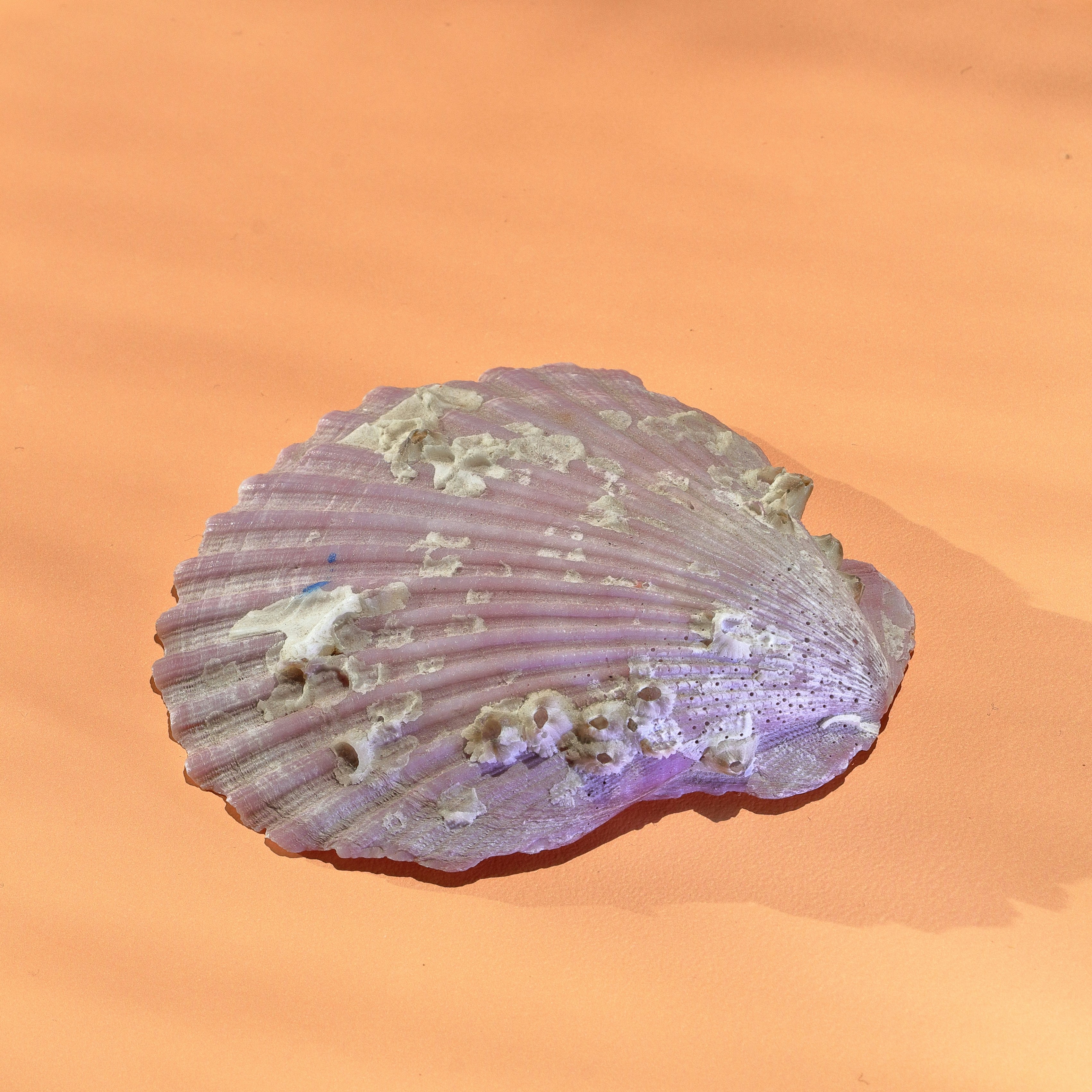 Desert Prism: A Weathered Shell on Warm Sands