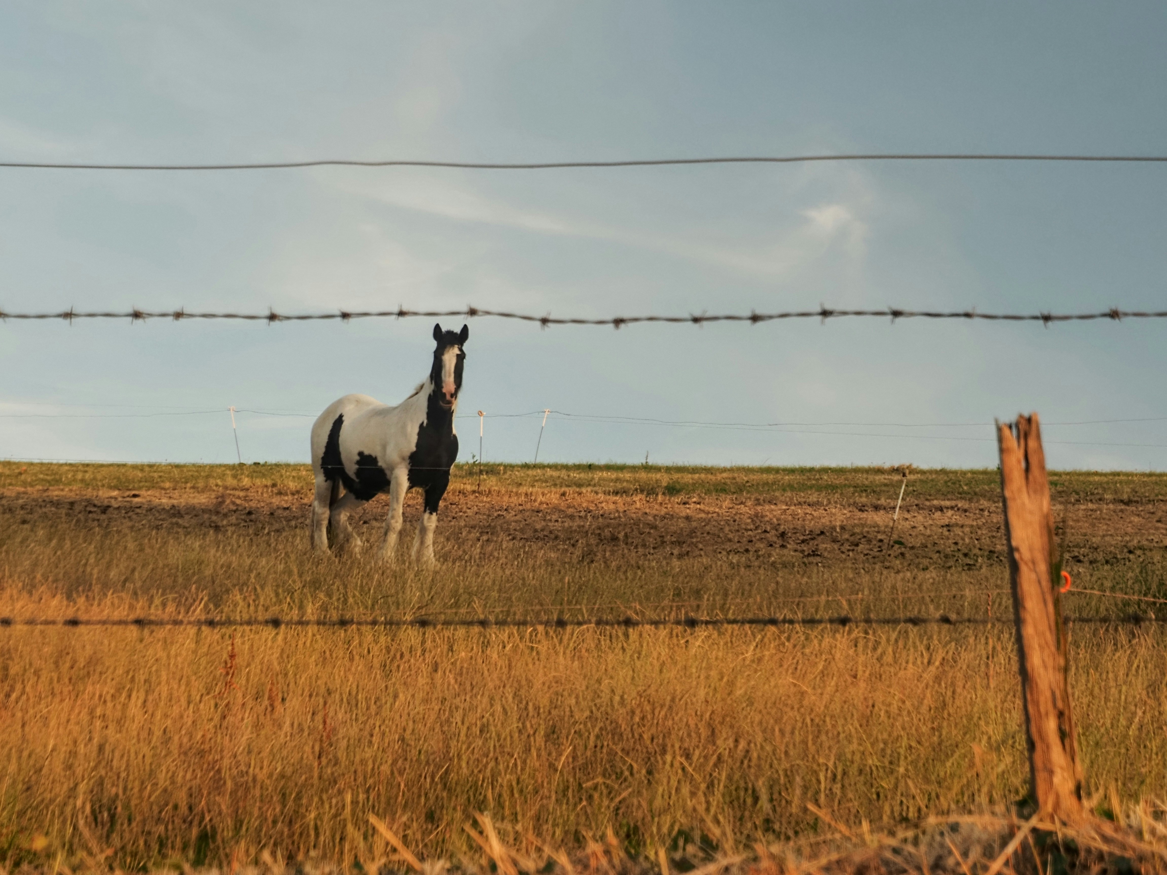 A lone black-and-white horse stands behind a barbed wire fence on a sunlit pasture, with warm grass and a distant horizon. The scene emphasizes rural fencing and expansive sky.