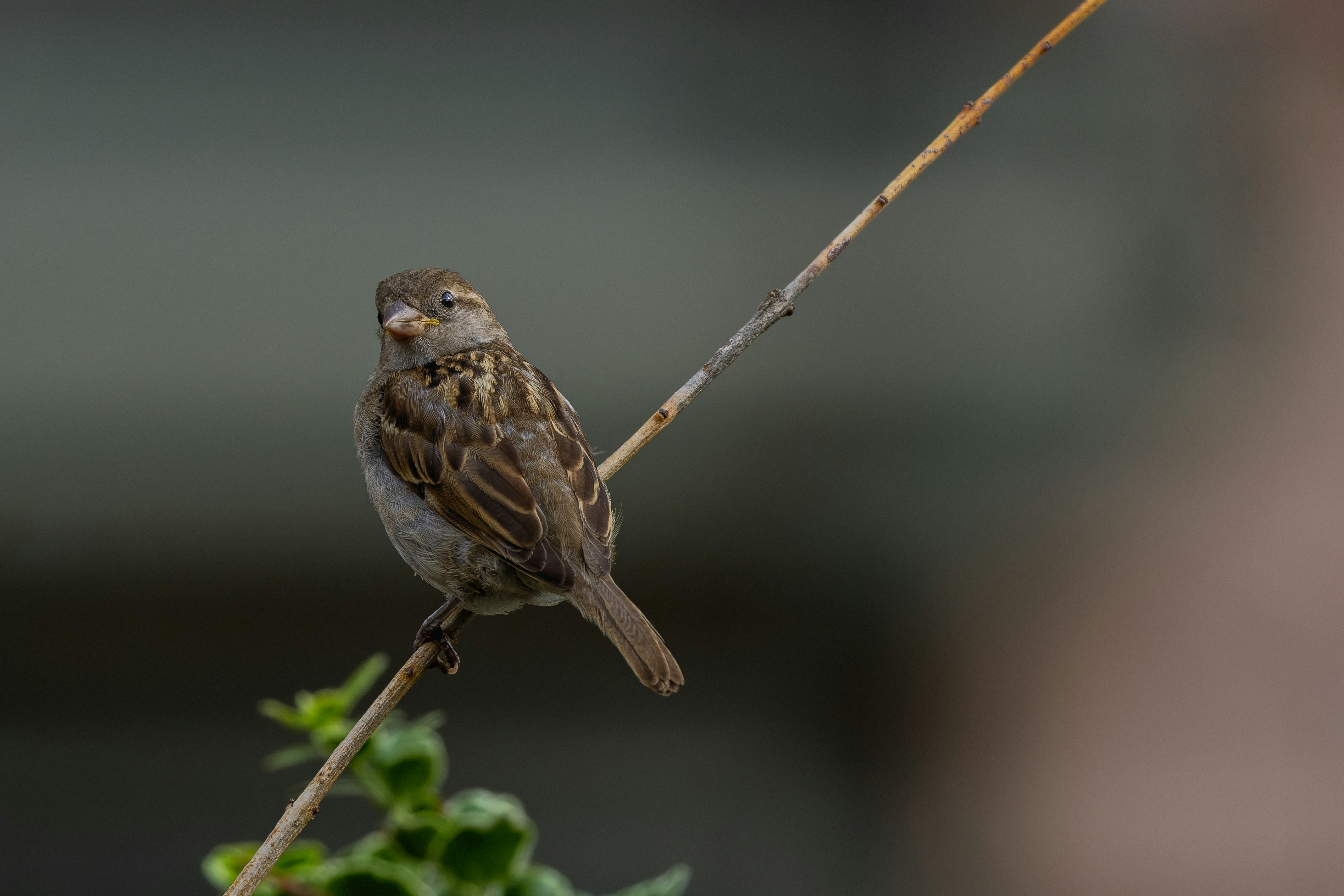 Tiny Perch: A Winter Songbird on a Slender Stem