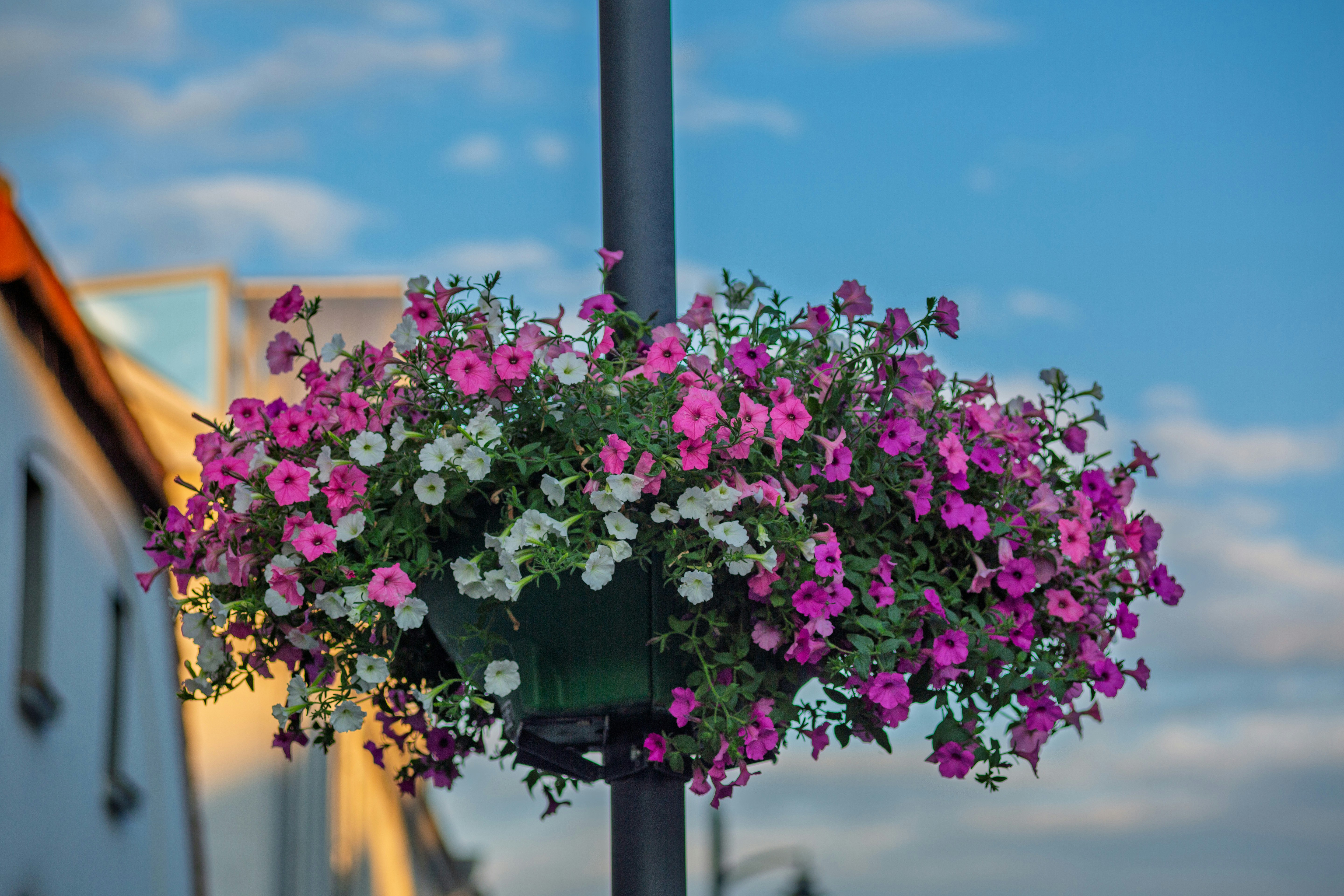 Vibrant flower basket suspended on a dark pole against a blue sky with soft urban background; a close, colorful floral display emphasizing pink and white blooms and lush greenery.