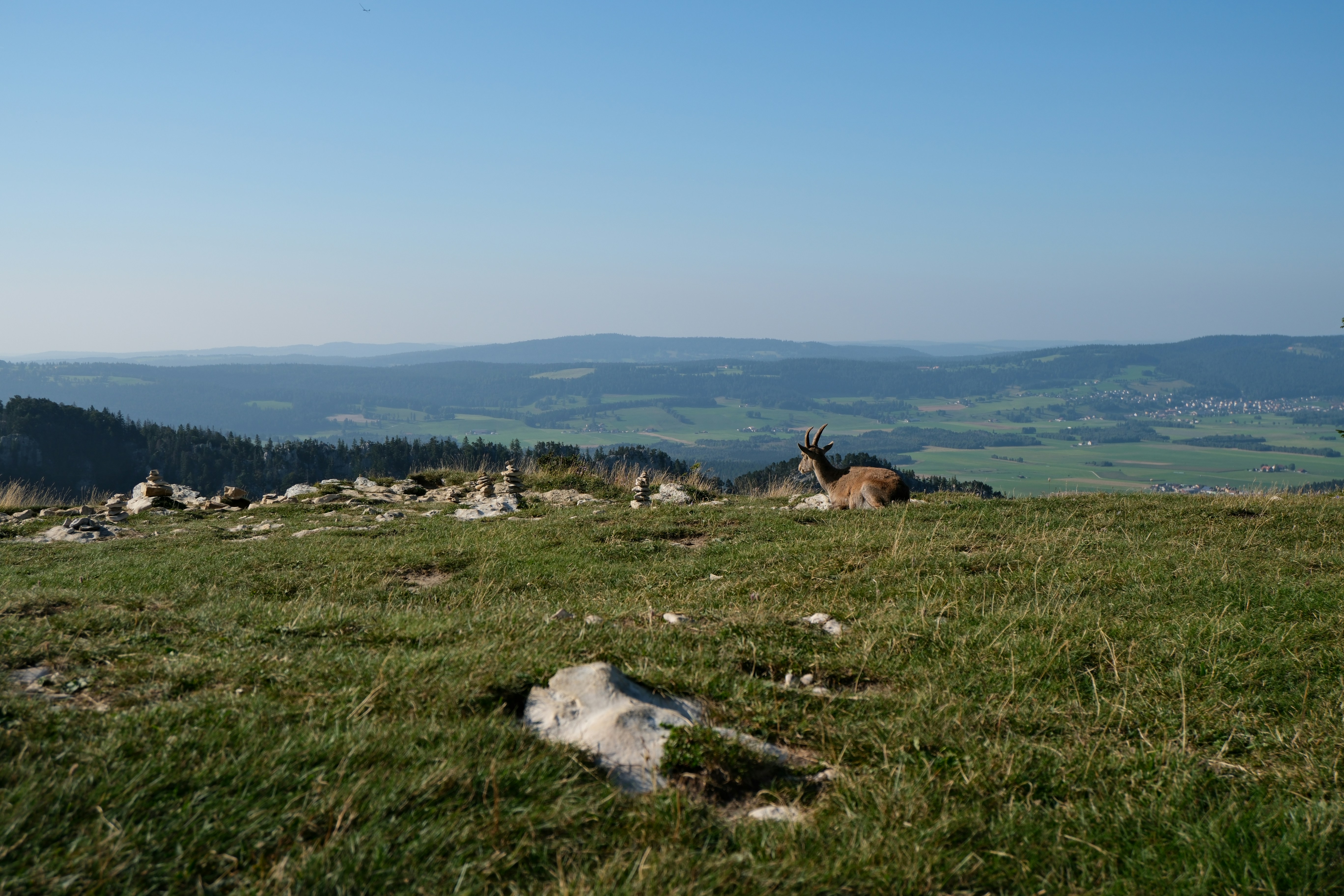 A lone Alpine ibex rests peacefully on a grassy mountaintop, overlooking rolling hills and distant forests under a clear blue sky. This quiet wildlife moment captures the harmony between nature and the rugged mountain landscape, offering a rare glimpse of an iconic alpine species in its natural habitat.