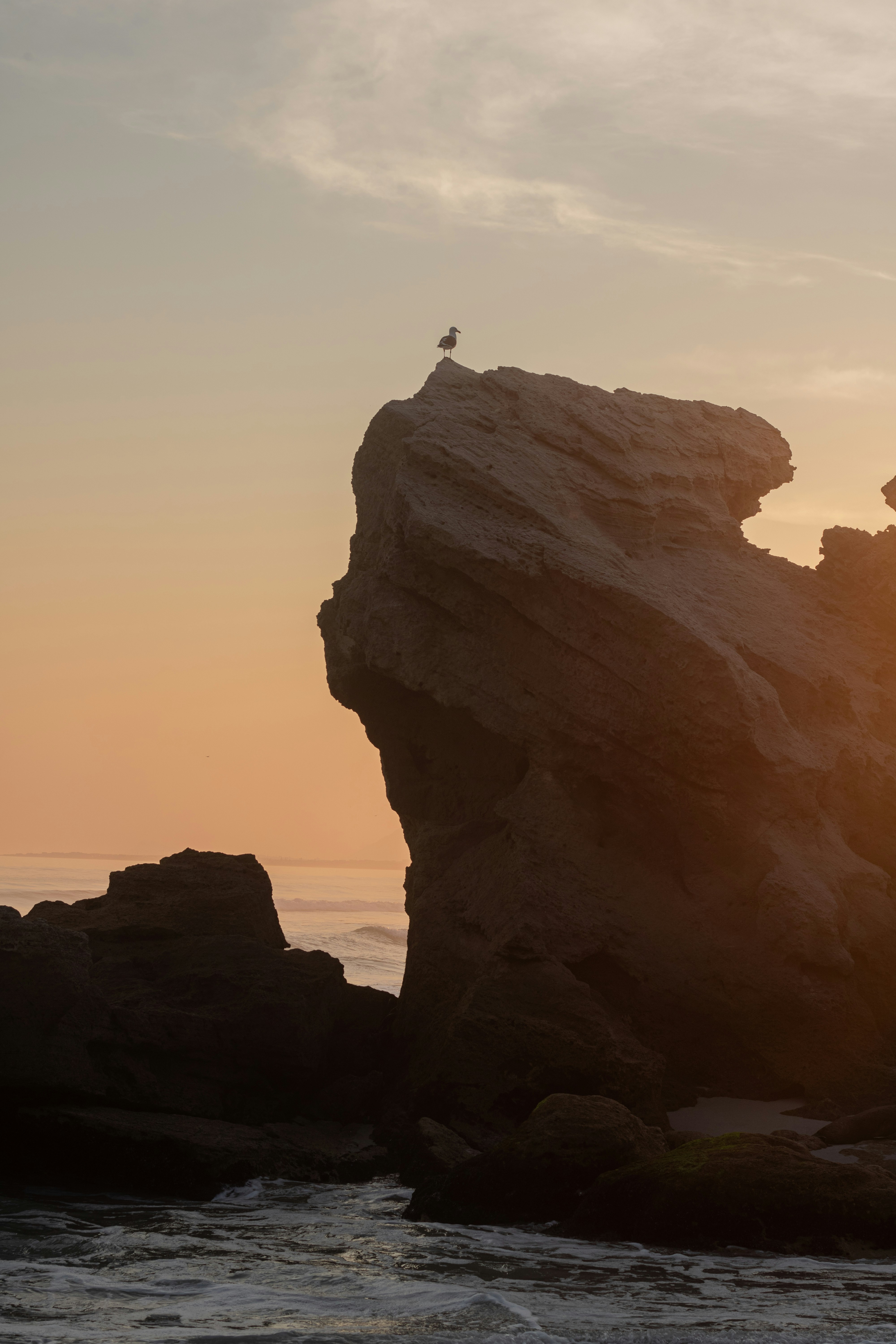 Seabird on the Sunlit Promontory