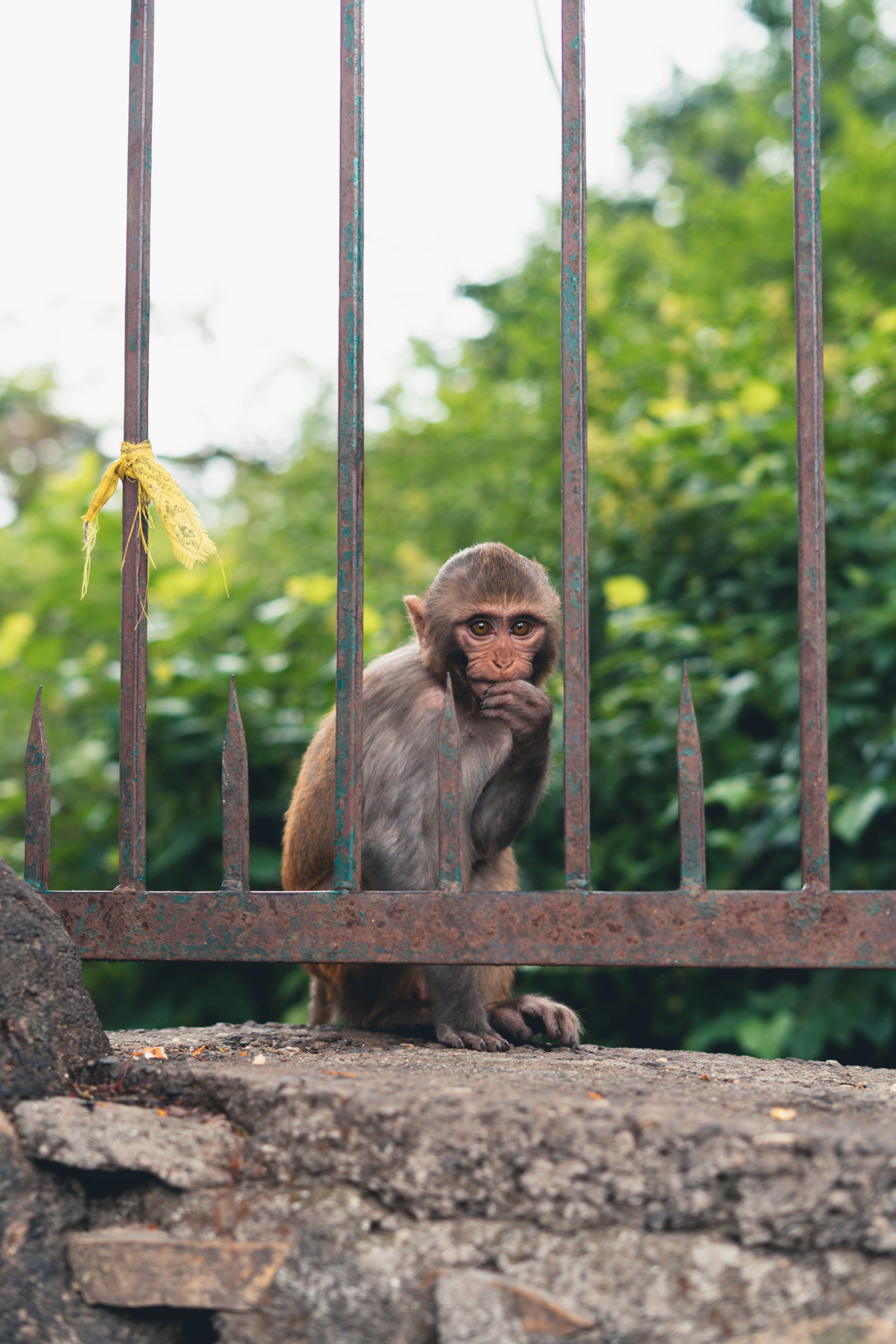 Curious Primates at the Rusted Gate