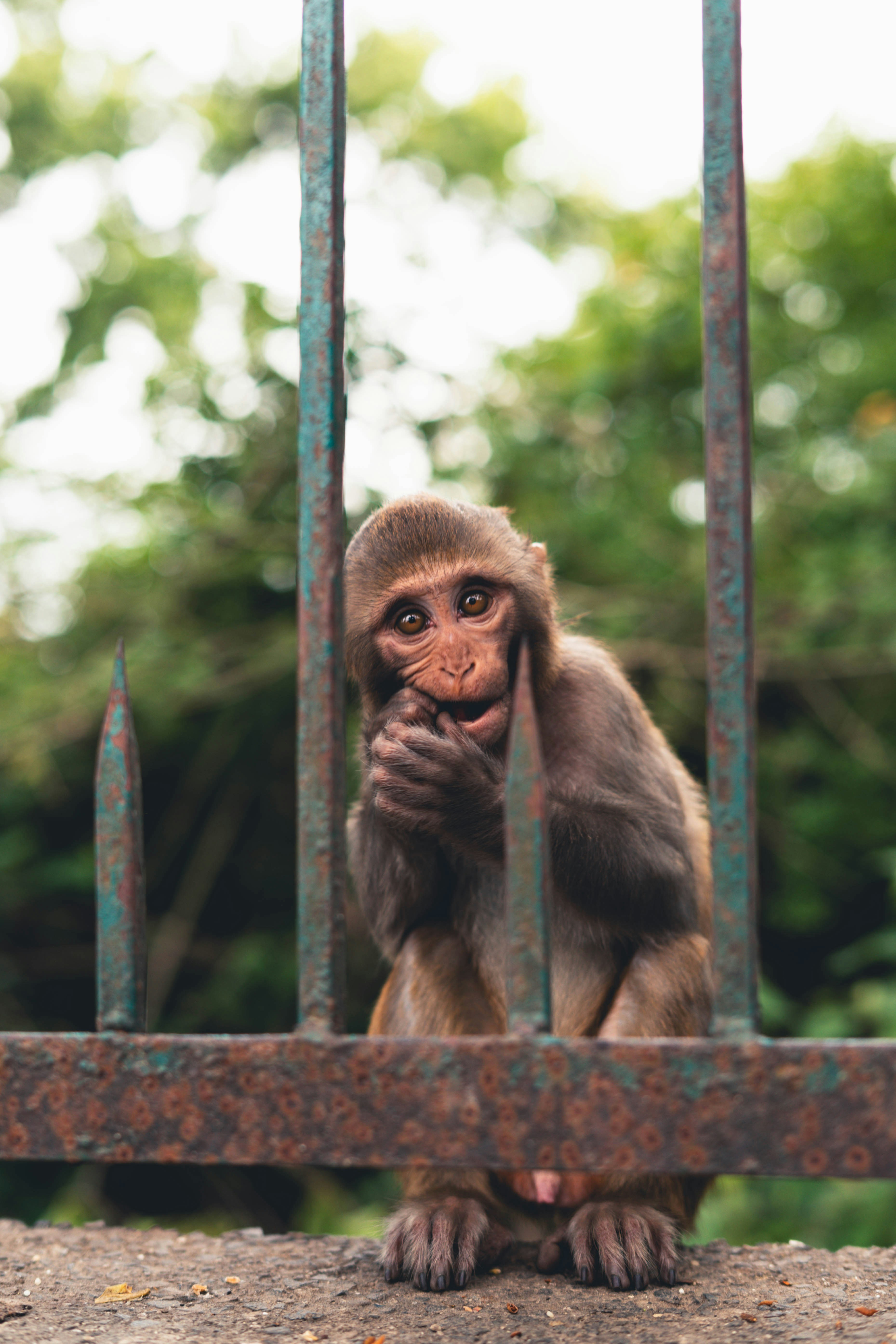 Curious Monkey Behind Rusted Bars