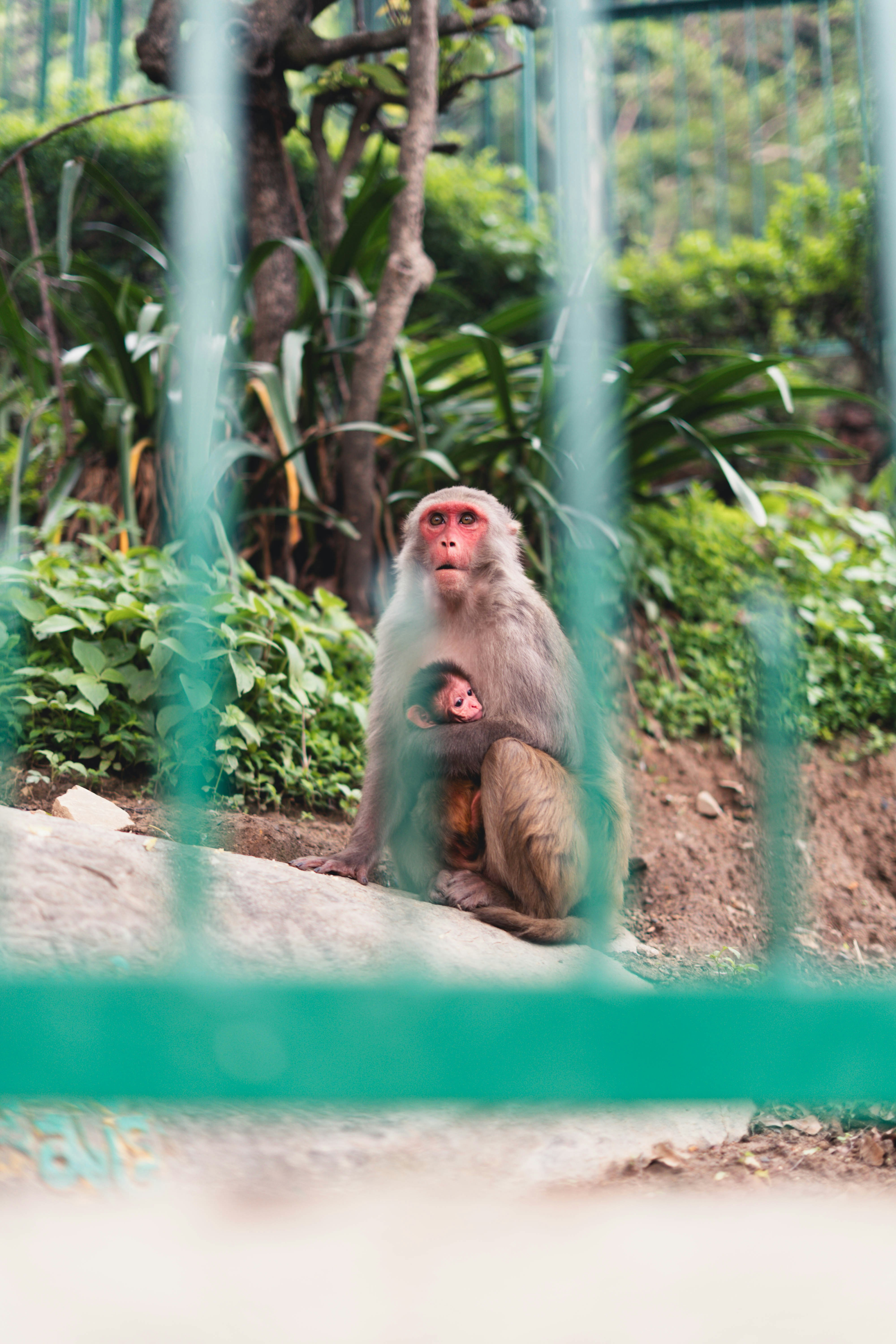 Maternal Vigil: A Monkey and Infant in Quiet Contemplation