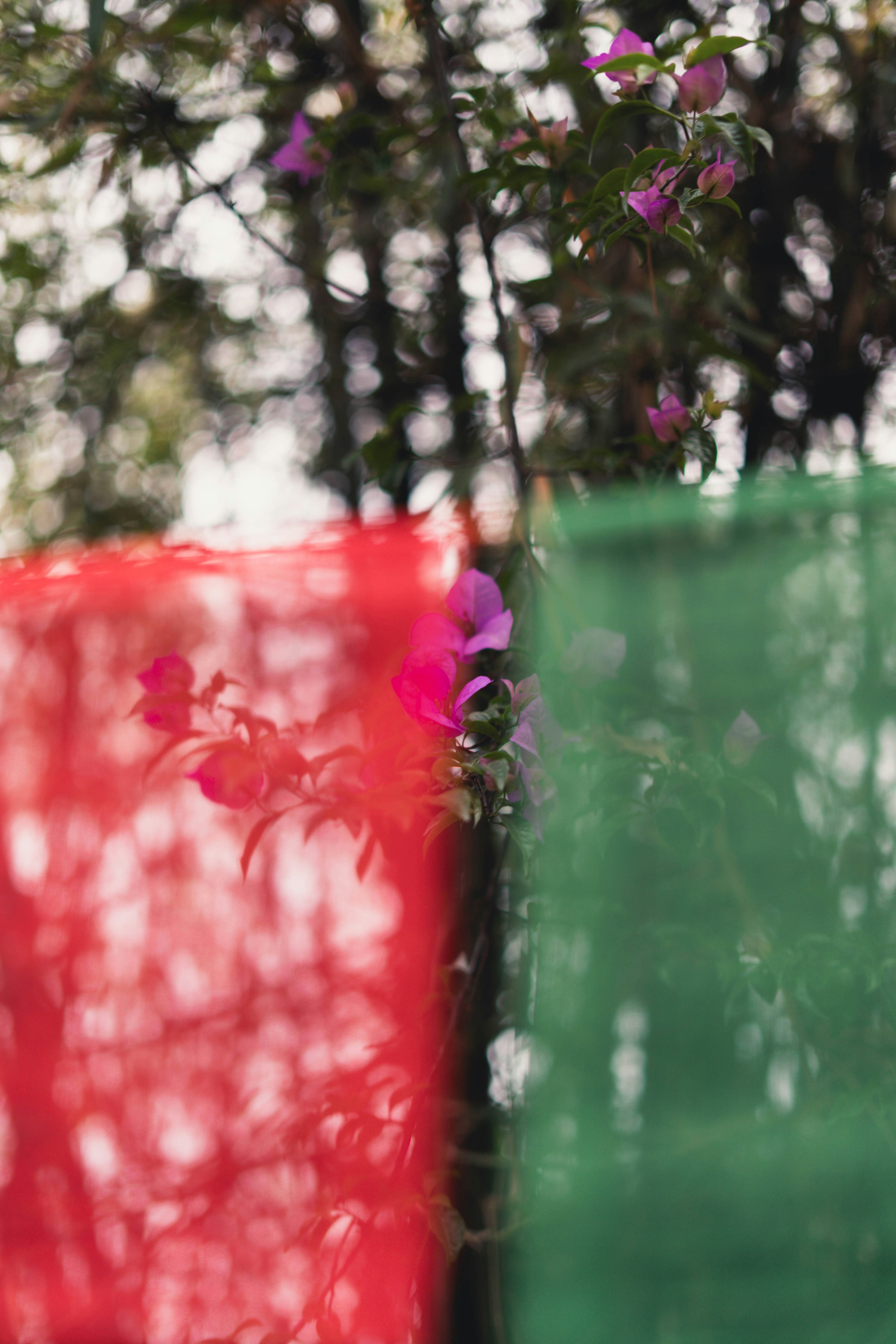 Centered Bloom: A Portrait in Colored Veils