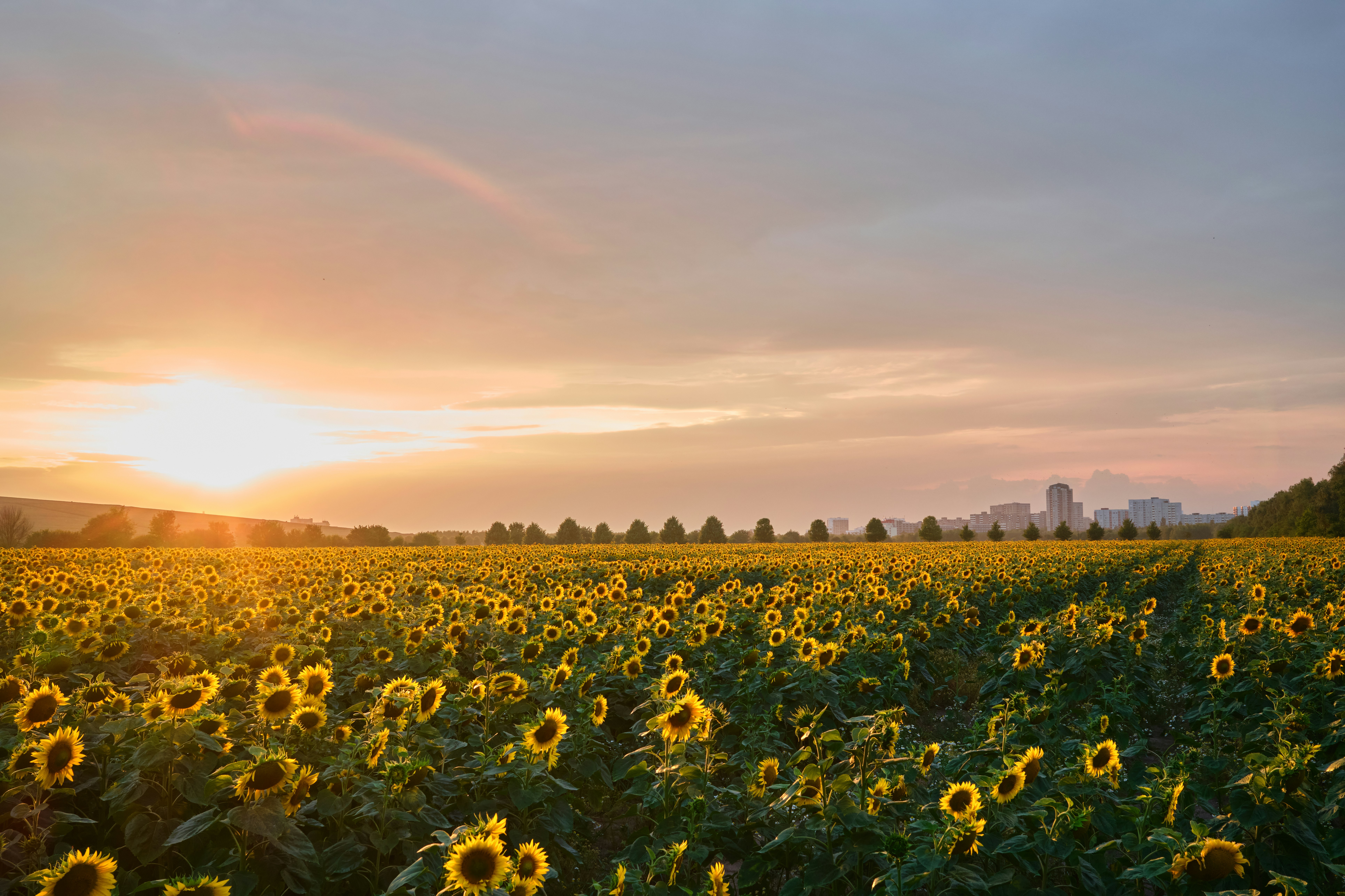 Sunflowers in a Sea of Gold at Sunset