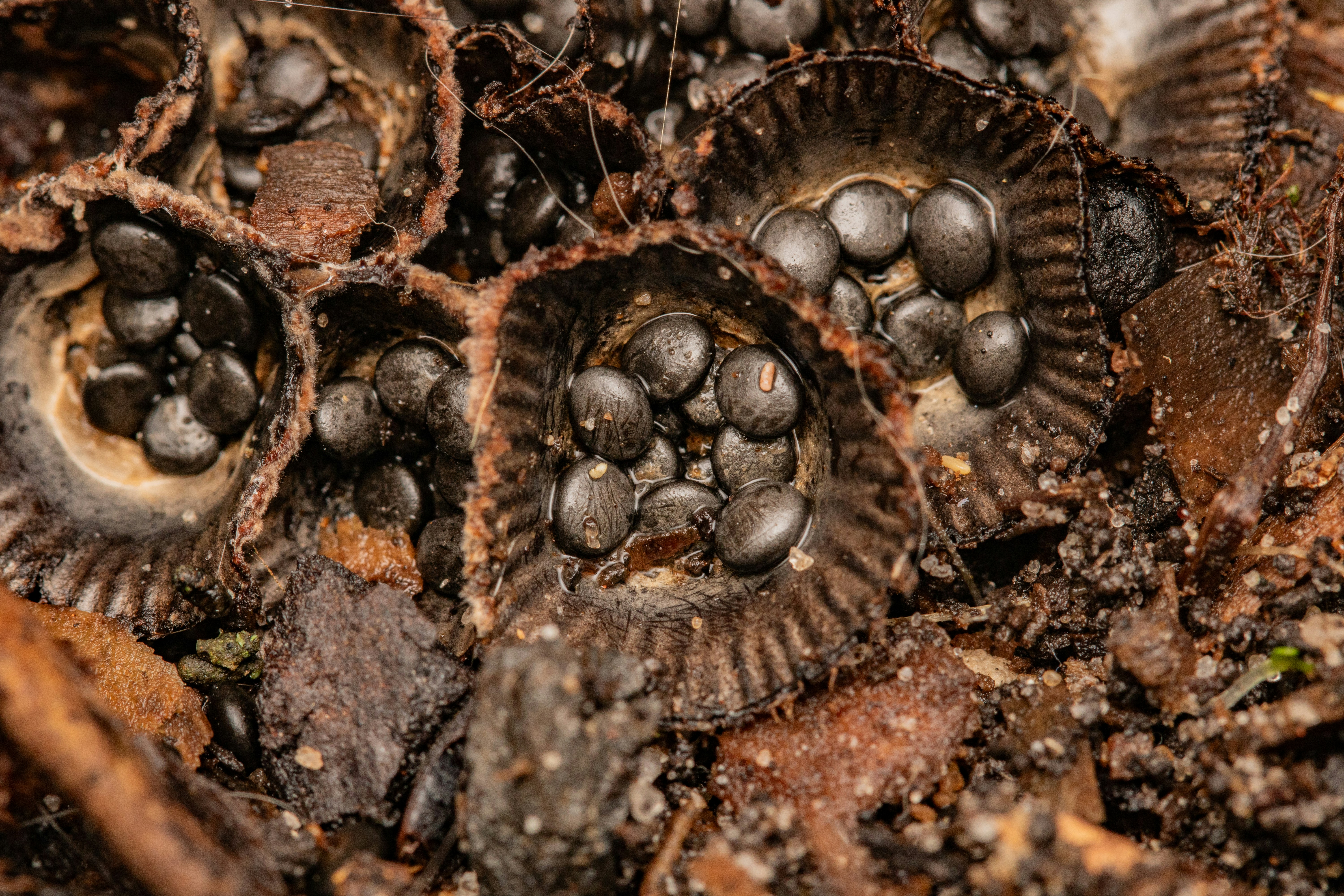 Macro of Desert Seed Pods: Dark Peas Amid Crumbled Cocoa Soil