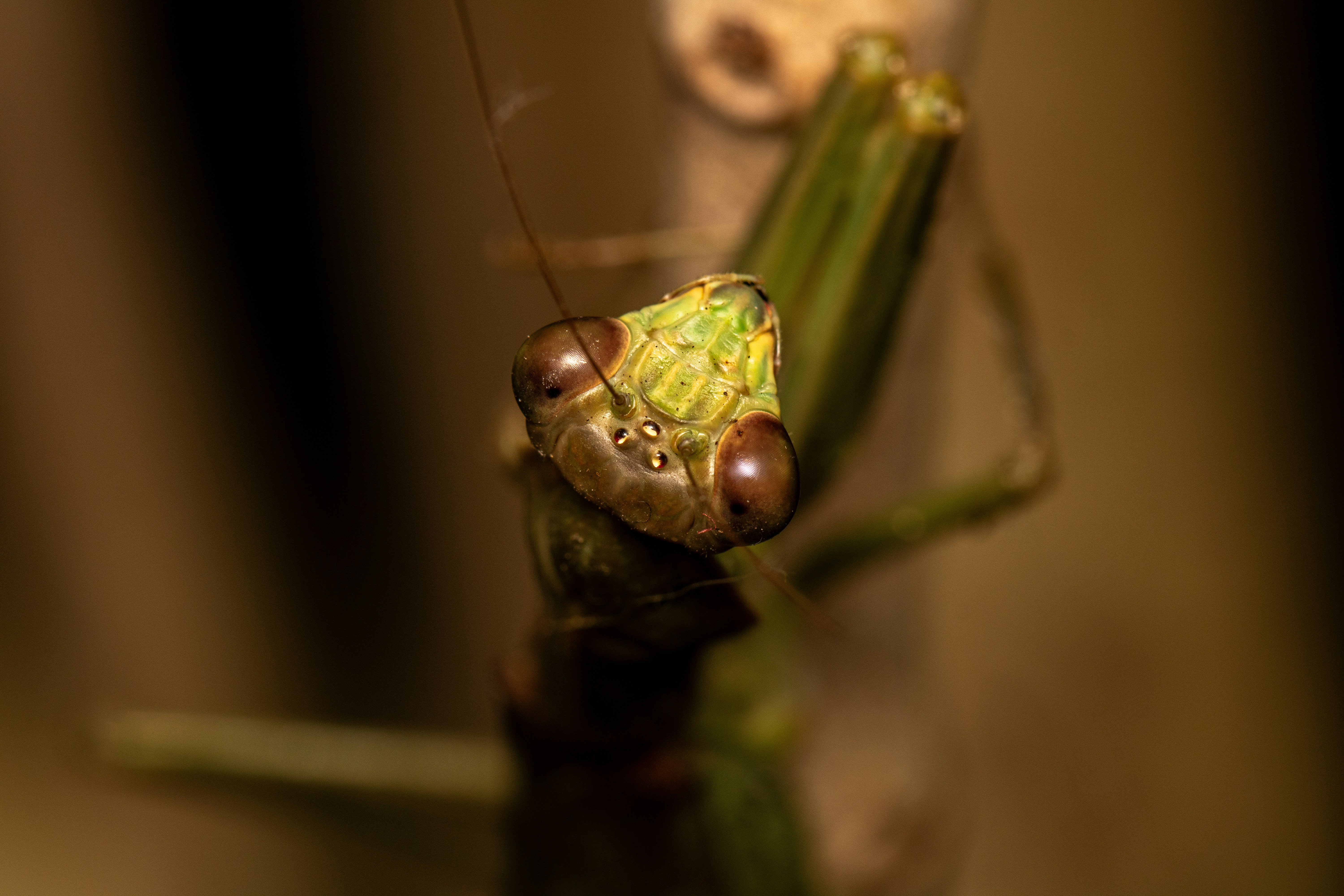 Macro Portrait of a Praying Mantis Head On a Twig
