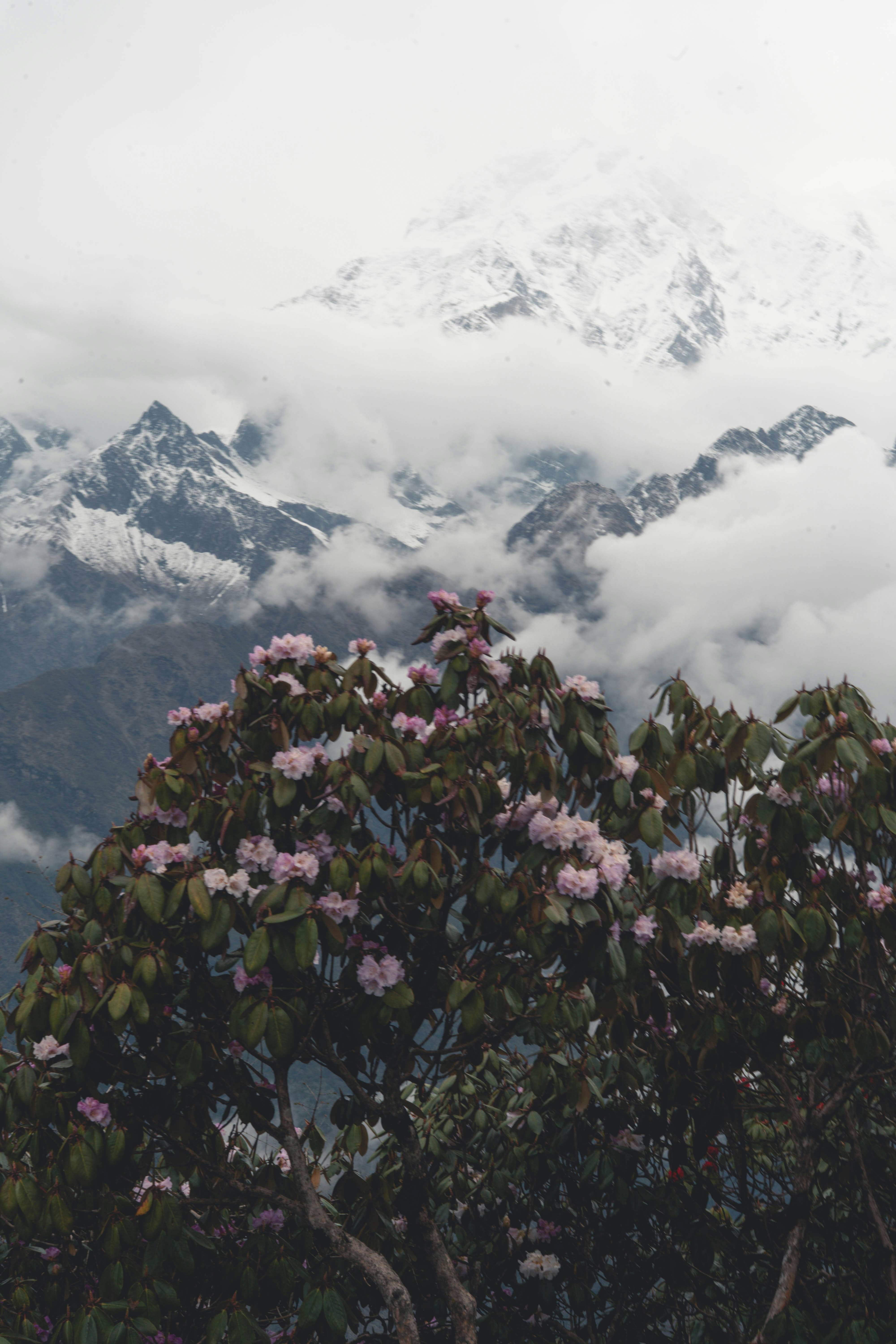 Pink-flowered shrub against a misty Alpine skyline