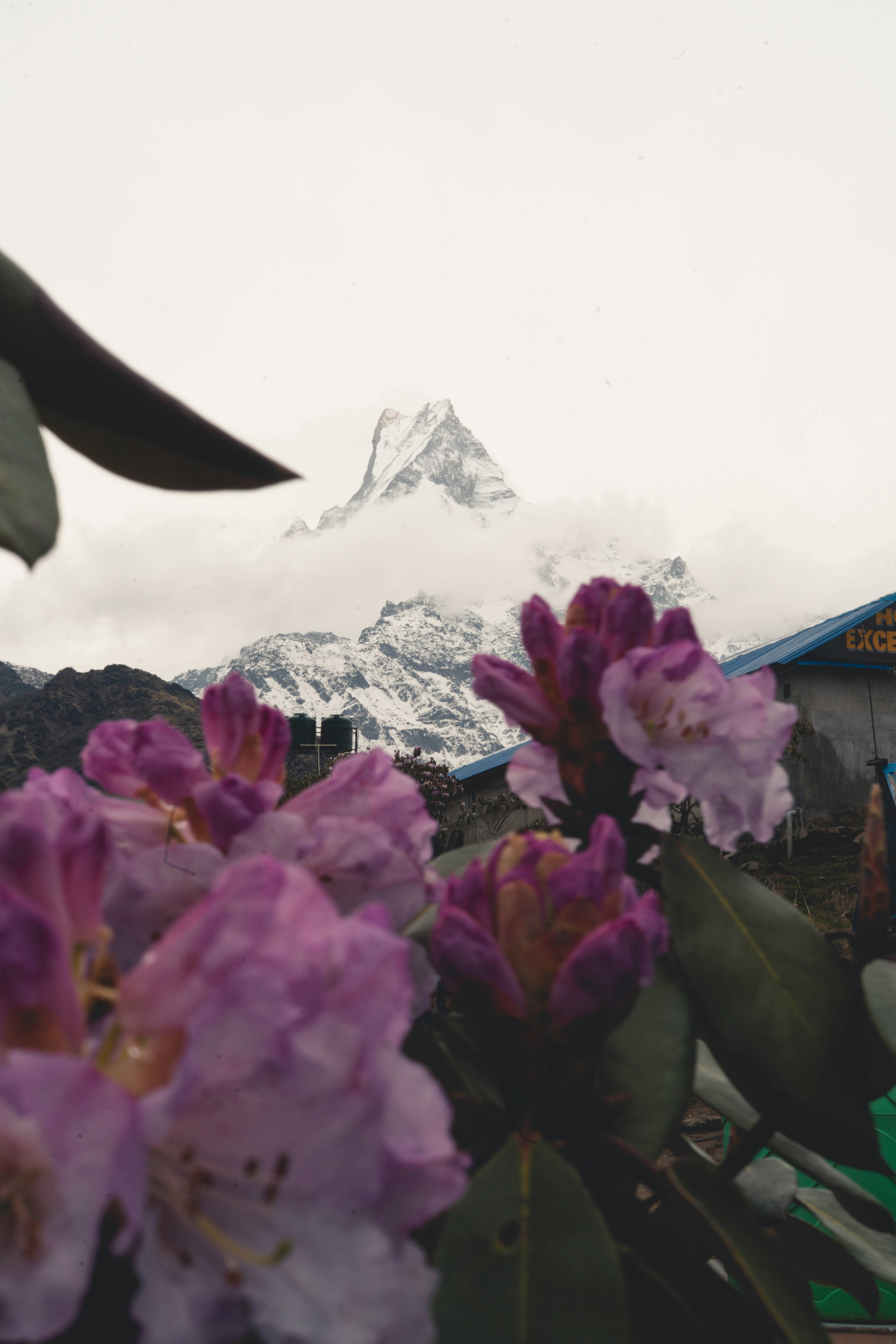 Snow Peak Veiled by Blooming Pink: A Mountain Moment in the Garden