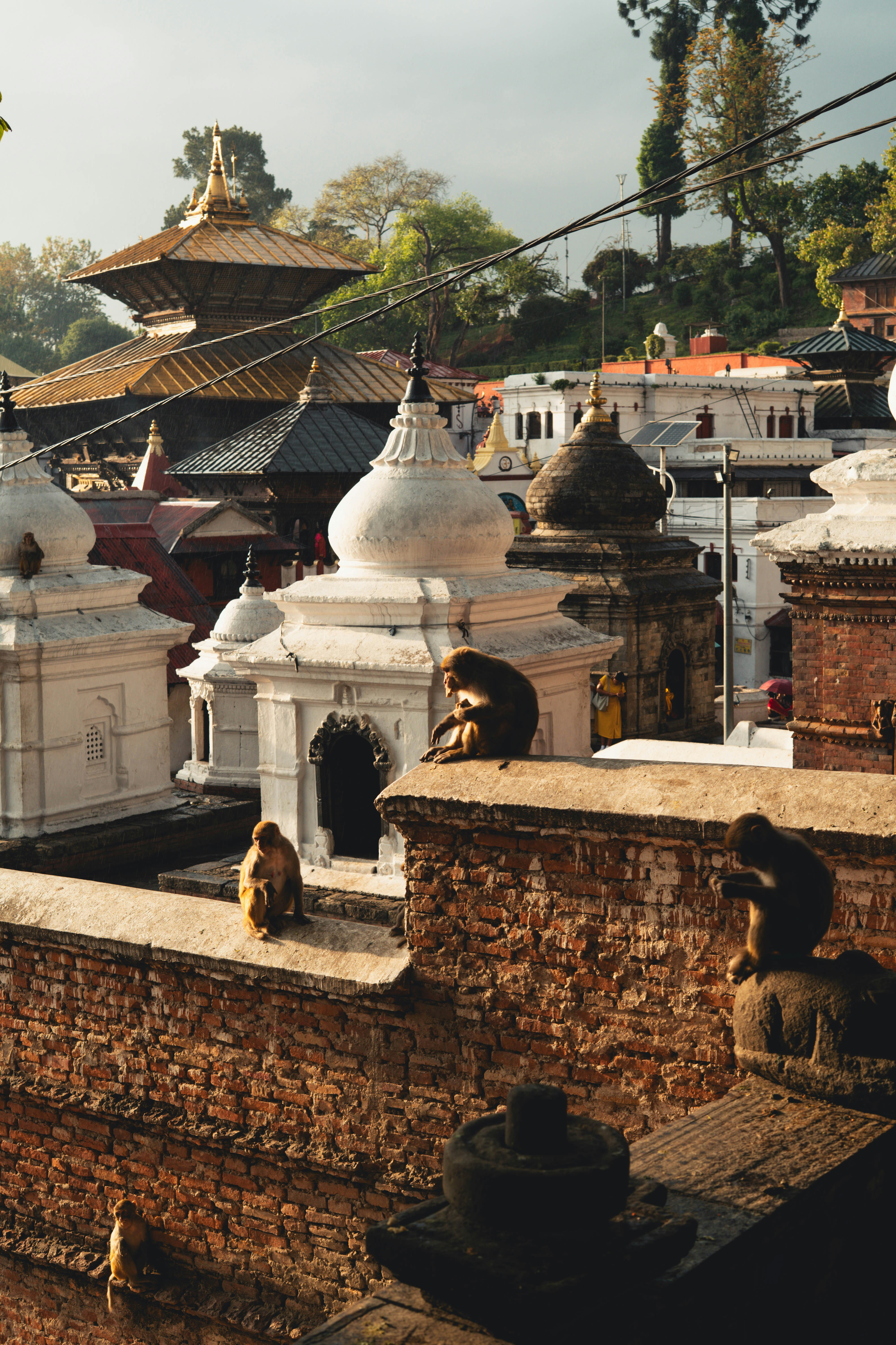 Monkeys on the Wall Overlooking a Kathmandu-Style Roofscape