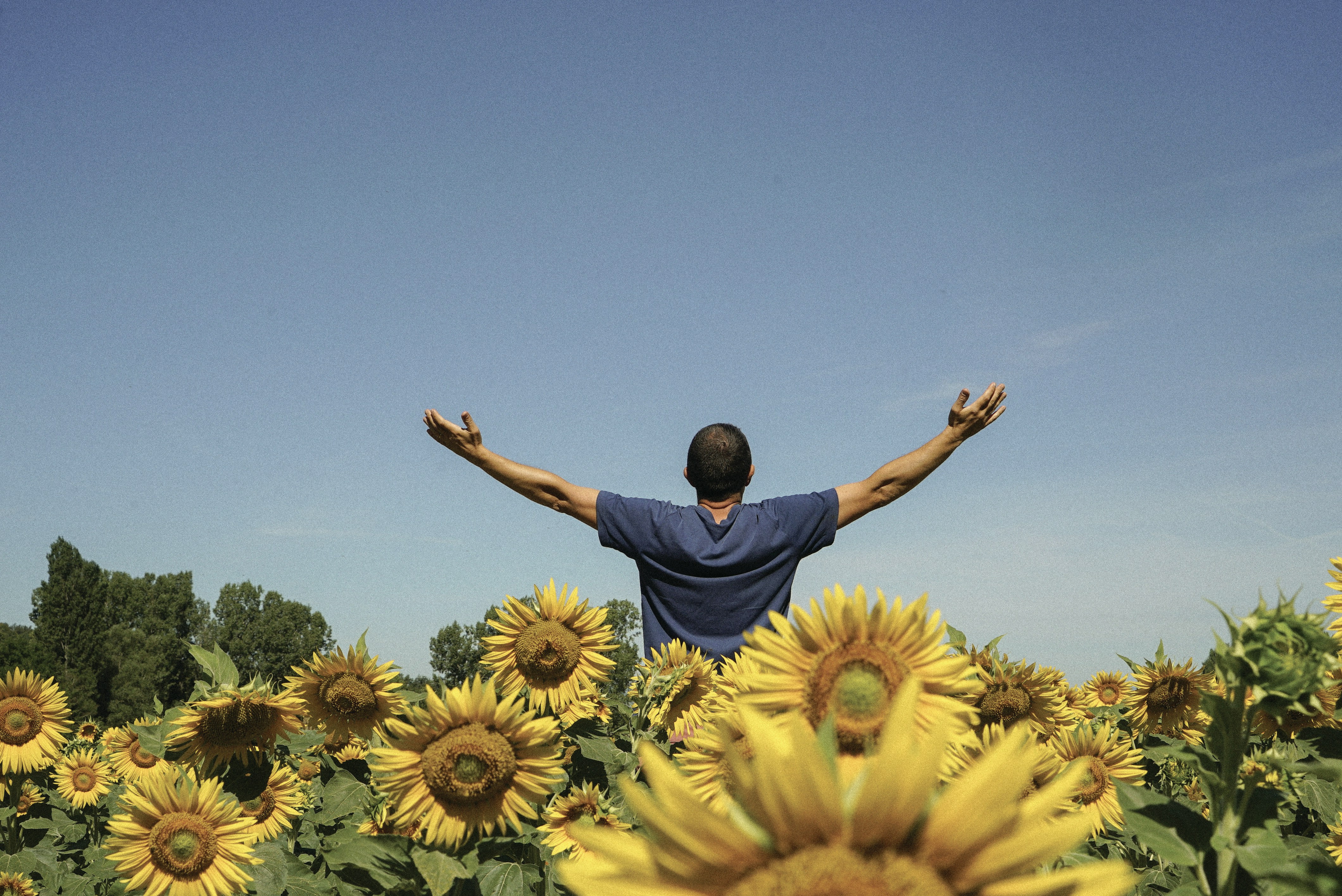 Sunflower Field Anthem: Arms Wide to the Open Sky