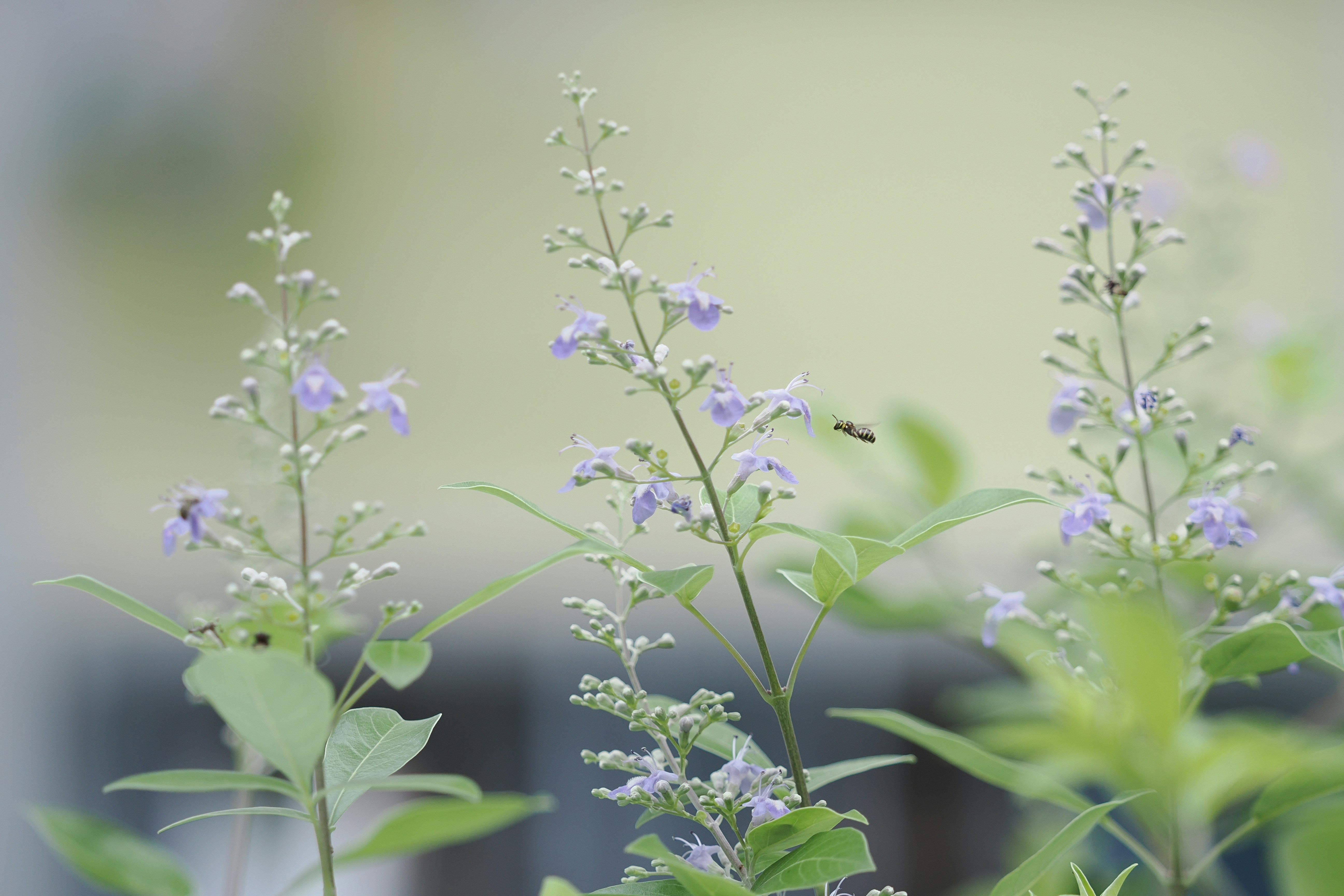 Lavender Blooms and a Hovering Bee in Soft Spring Light
