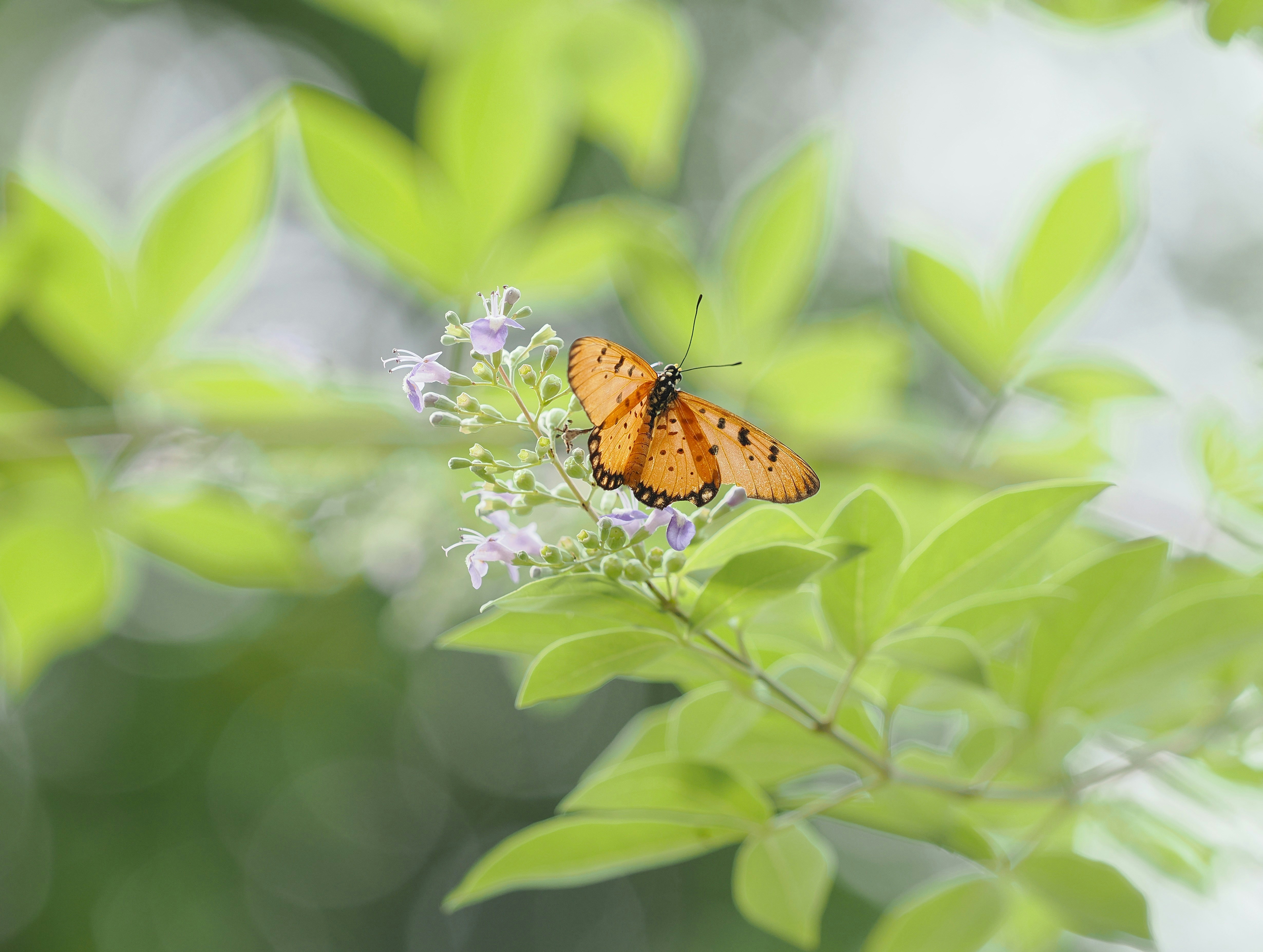 Orange butterfly on delicate blossoms amid soft green bokeh