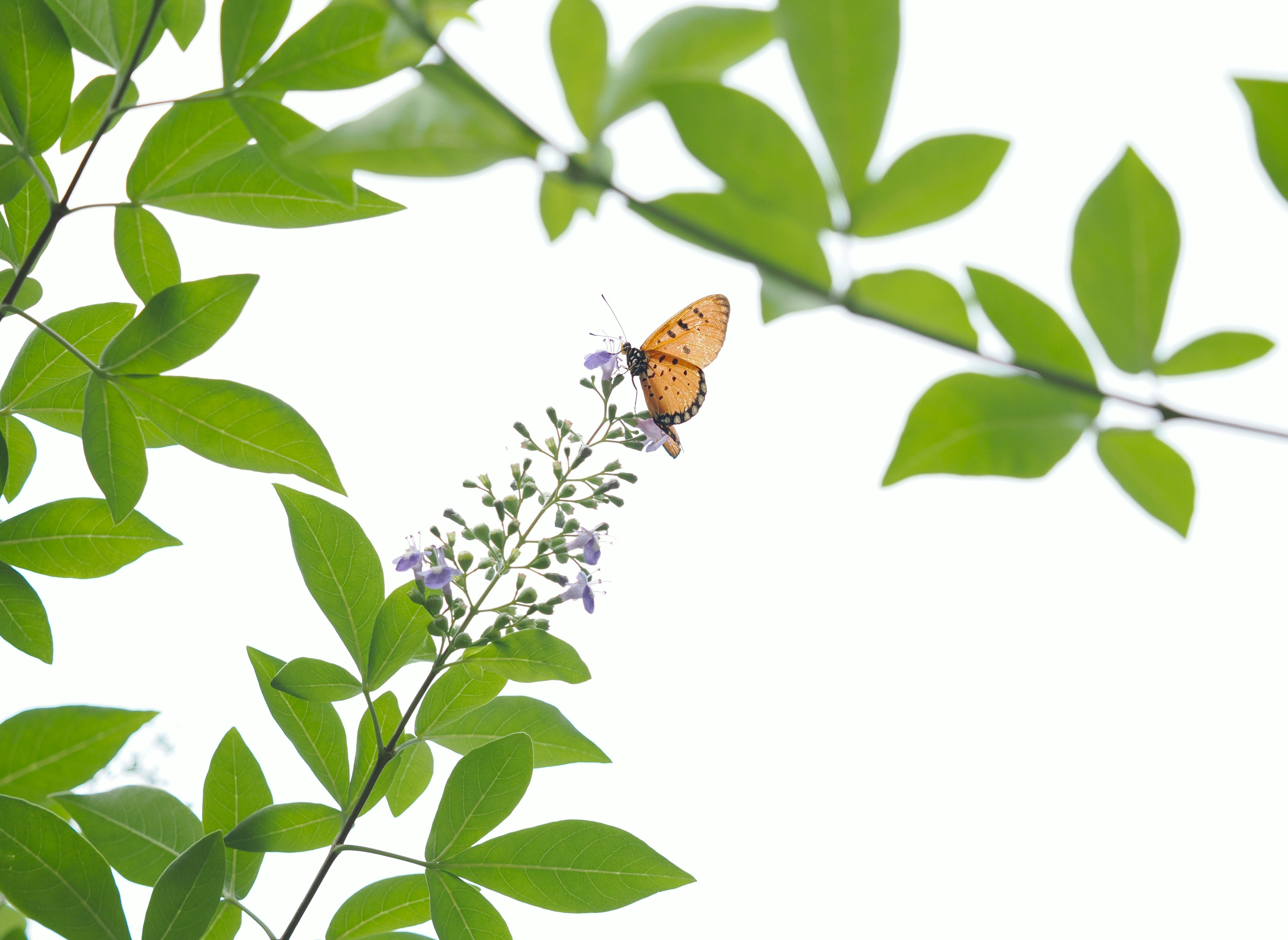 Amber Wings on a Whispering Bloom