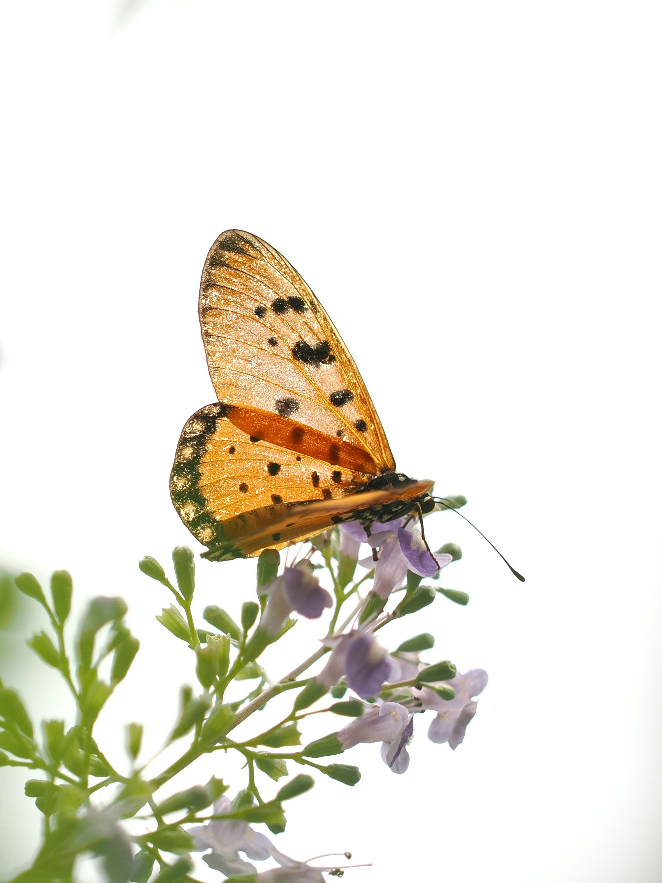 Orange butterfly on lavender bloom against a white wash