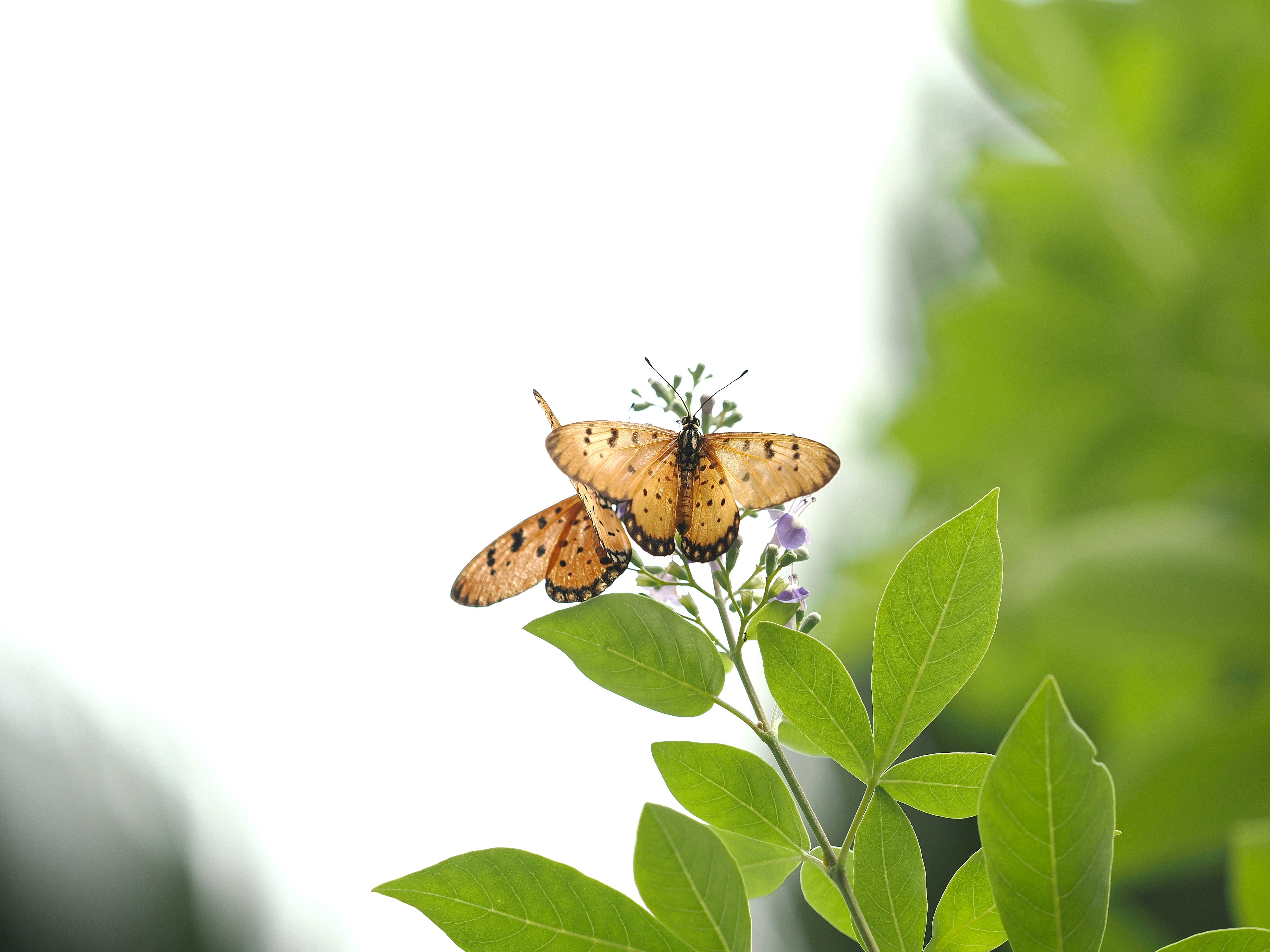 Two Orange Butterflies Rest on a Green Sprig