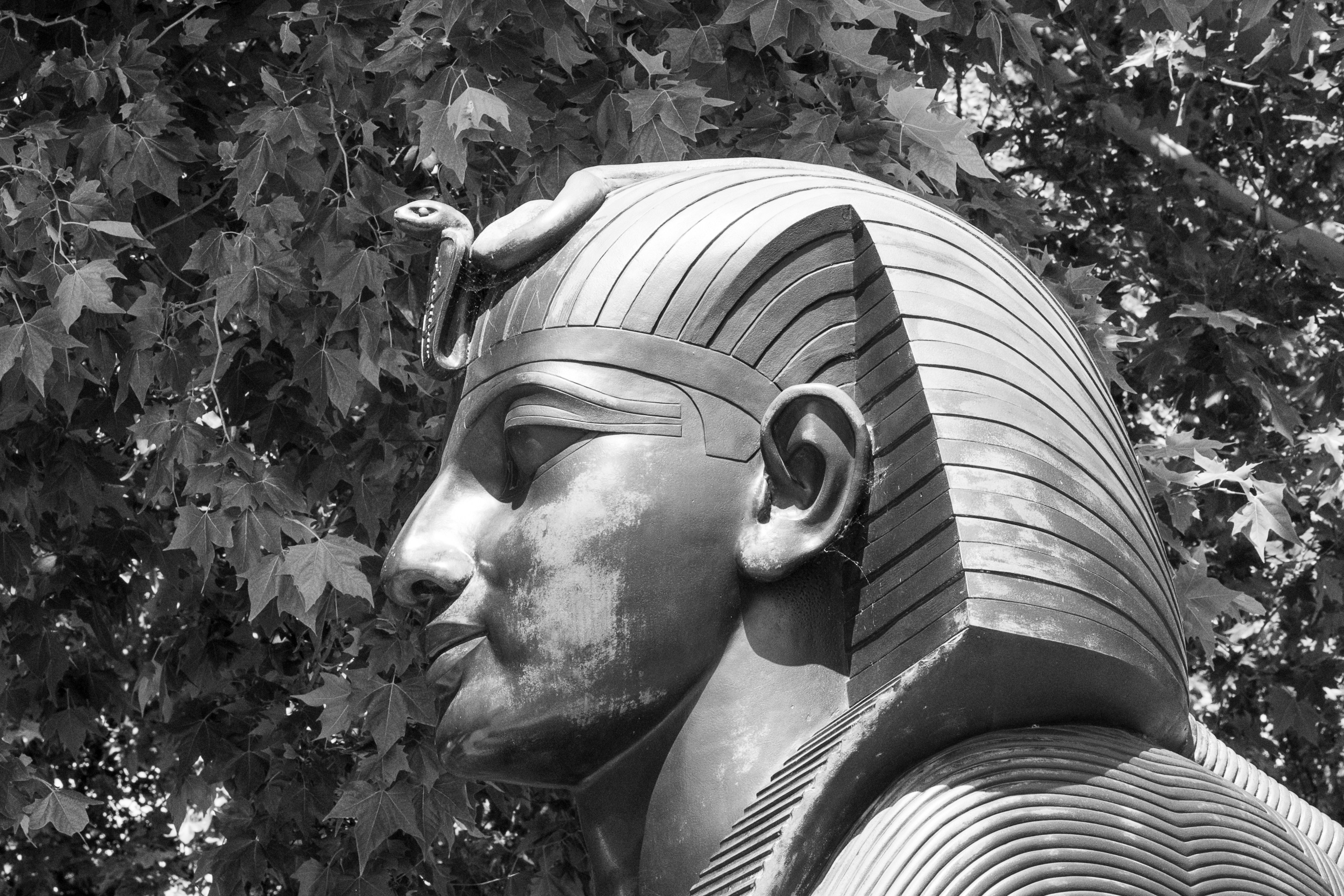 Stone Sphinx of the Nile: A Quiet Gaze Beneath Leafy Canopy