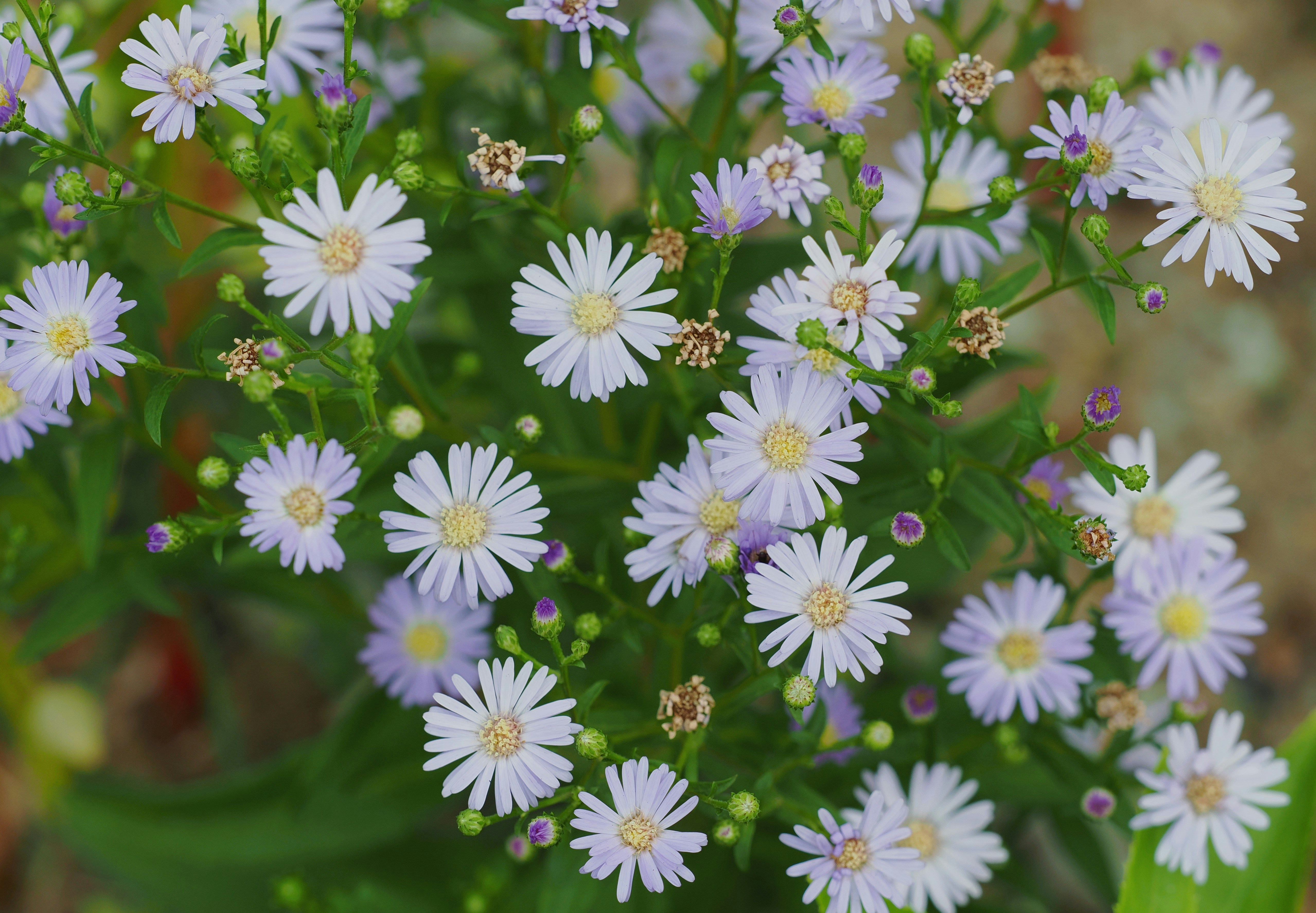 Field of pale daisies under soft spring light
