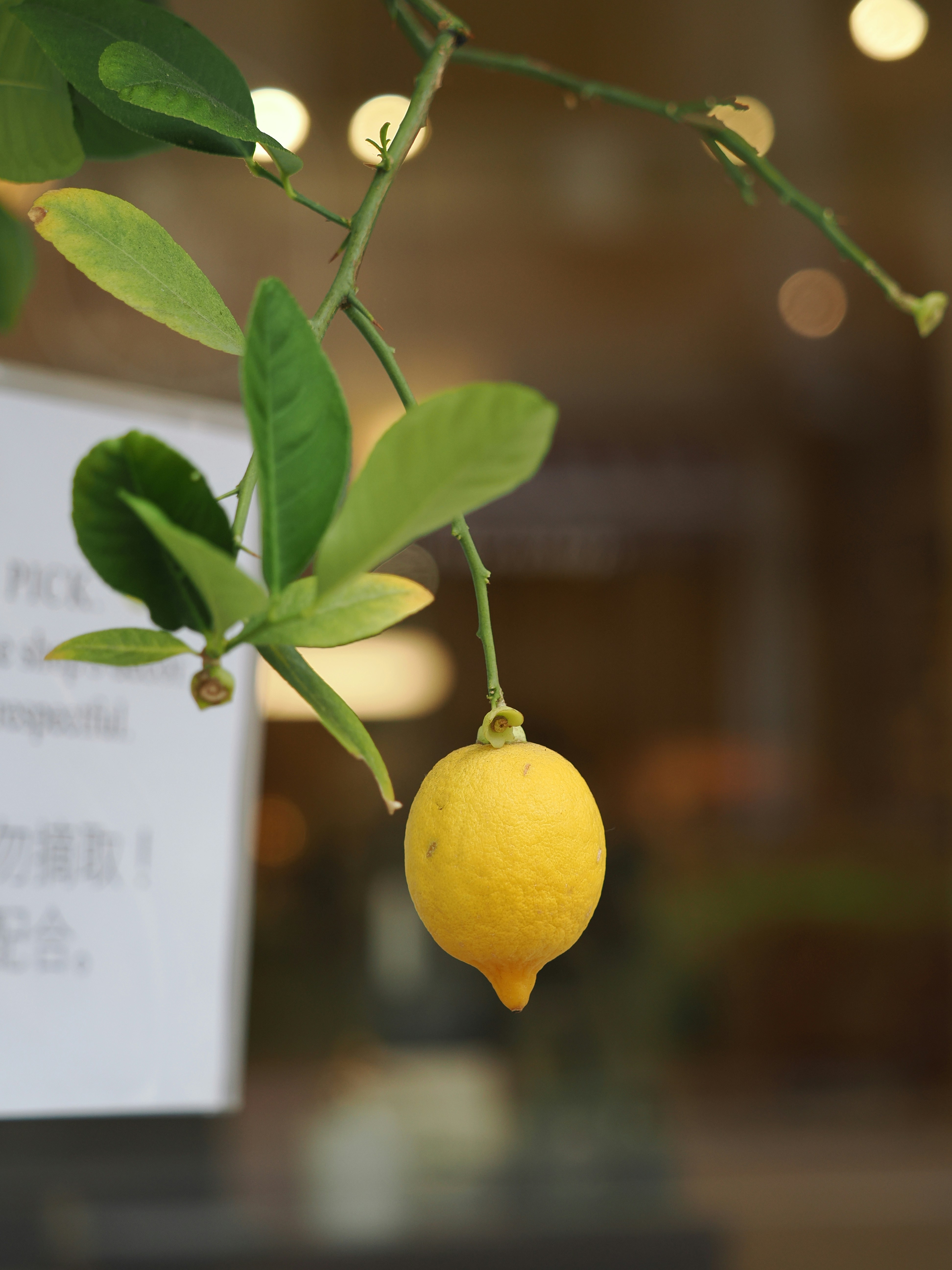 Sunny Lemon Pendant: A Citrus Bough in a Quiet Shop