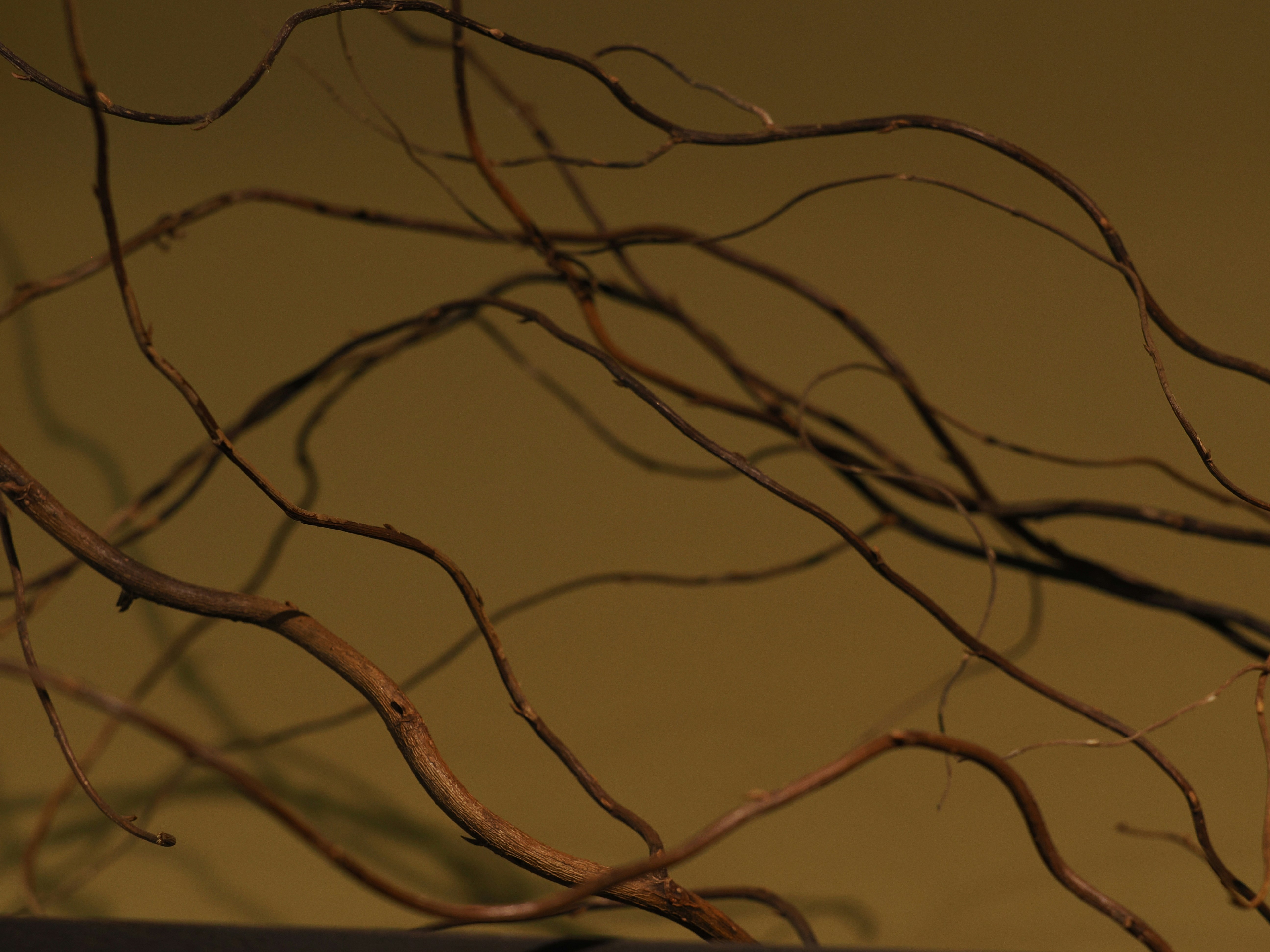 Tangled Vines in a Desert Tonescape