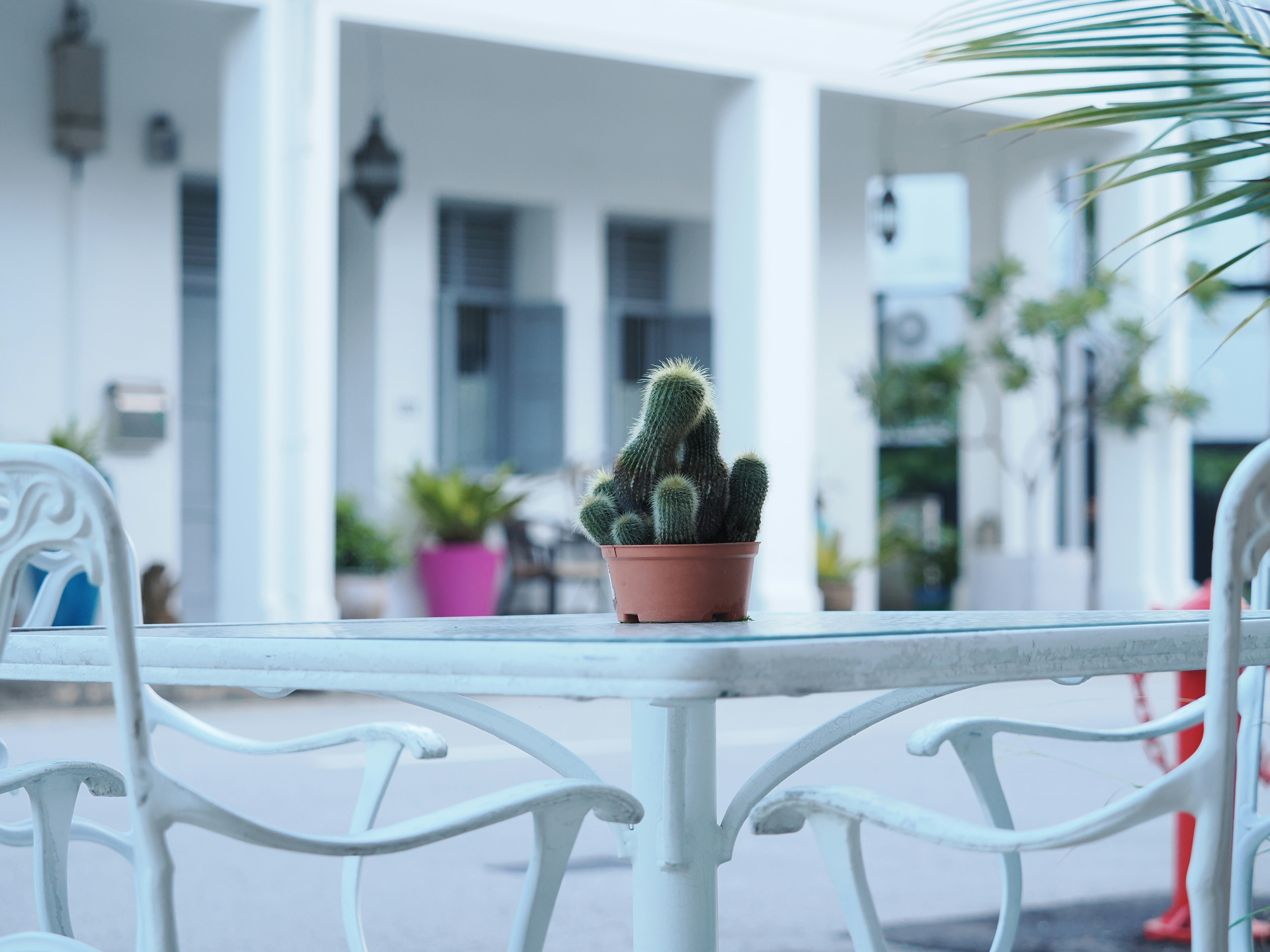 Cactus centerpiece on a sunlit terrace framed by pastel courtyard