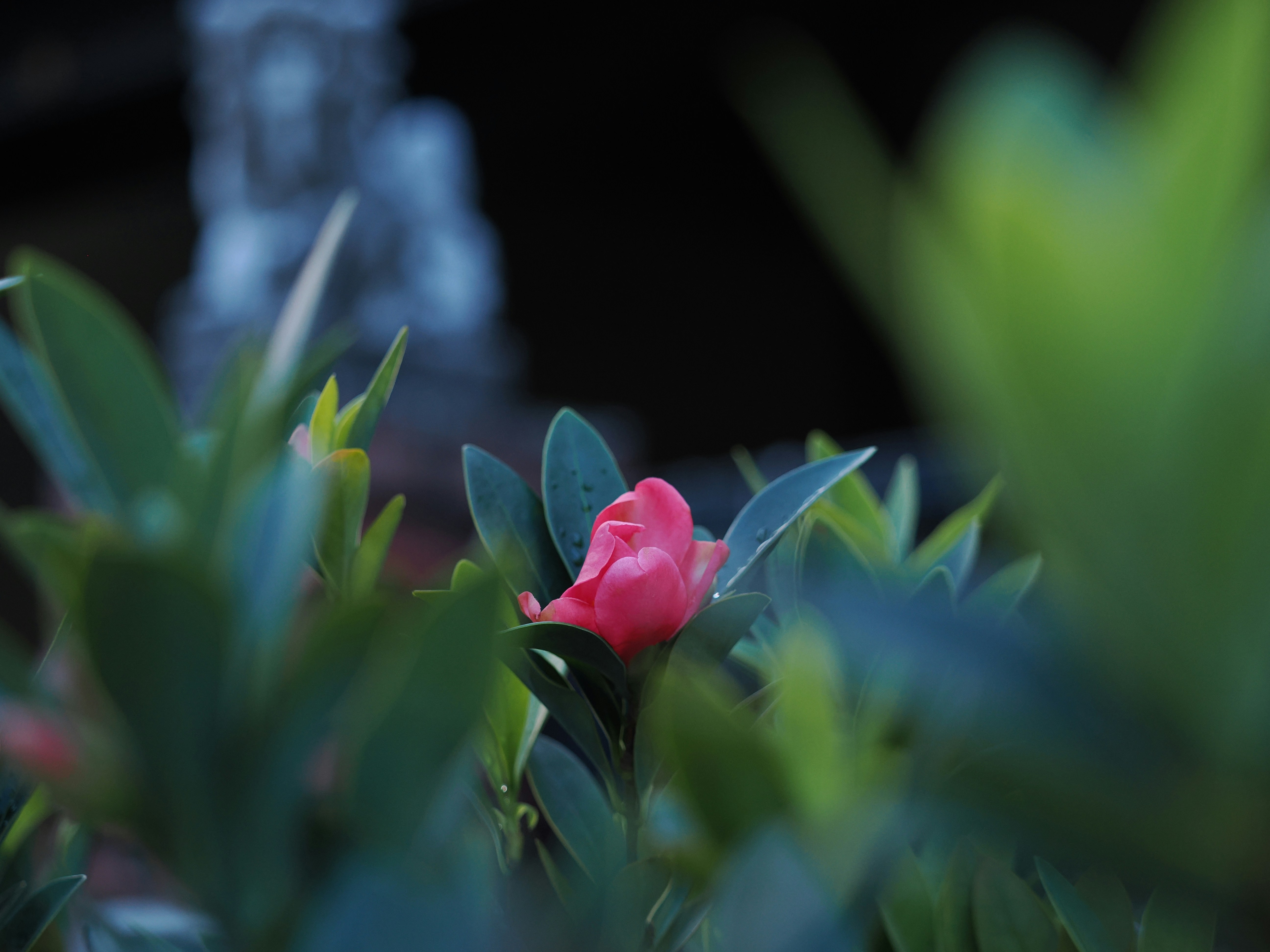 Petal in Focus: A Quiet Bloom Emerging from Green Foilage