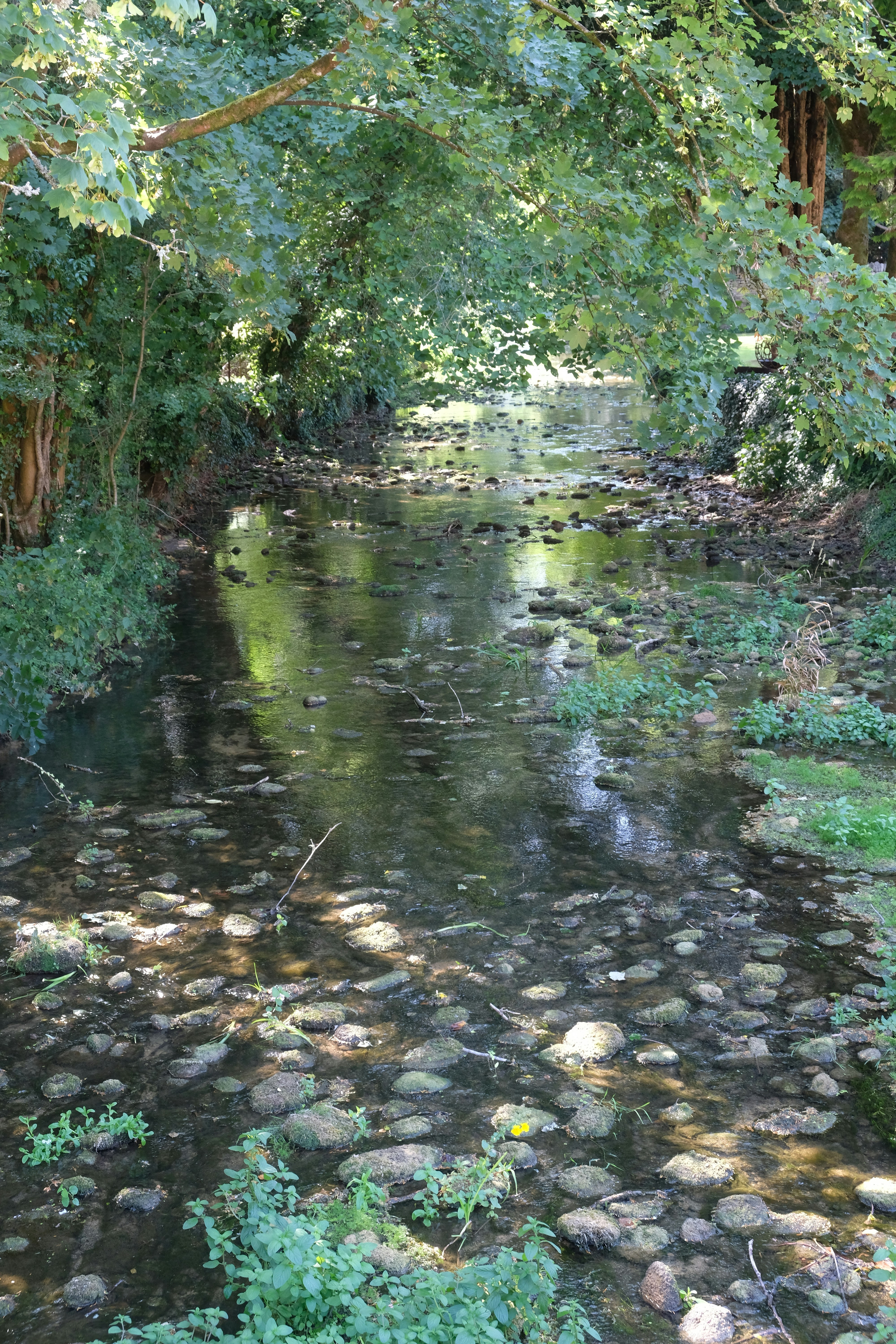 Whispering Stream Under a Canopy of Green