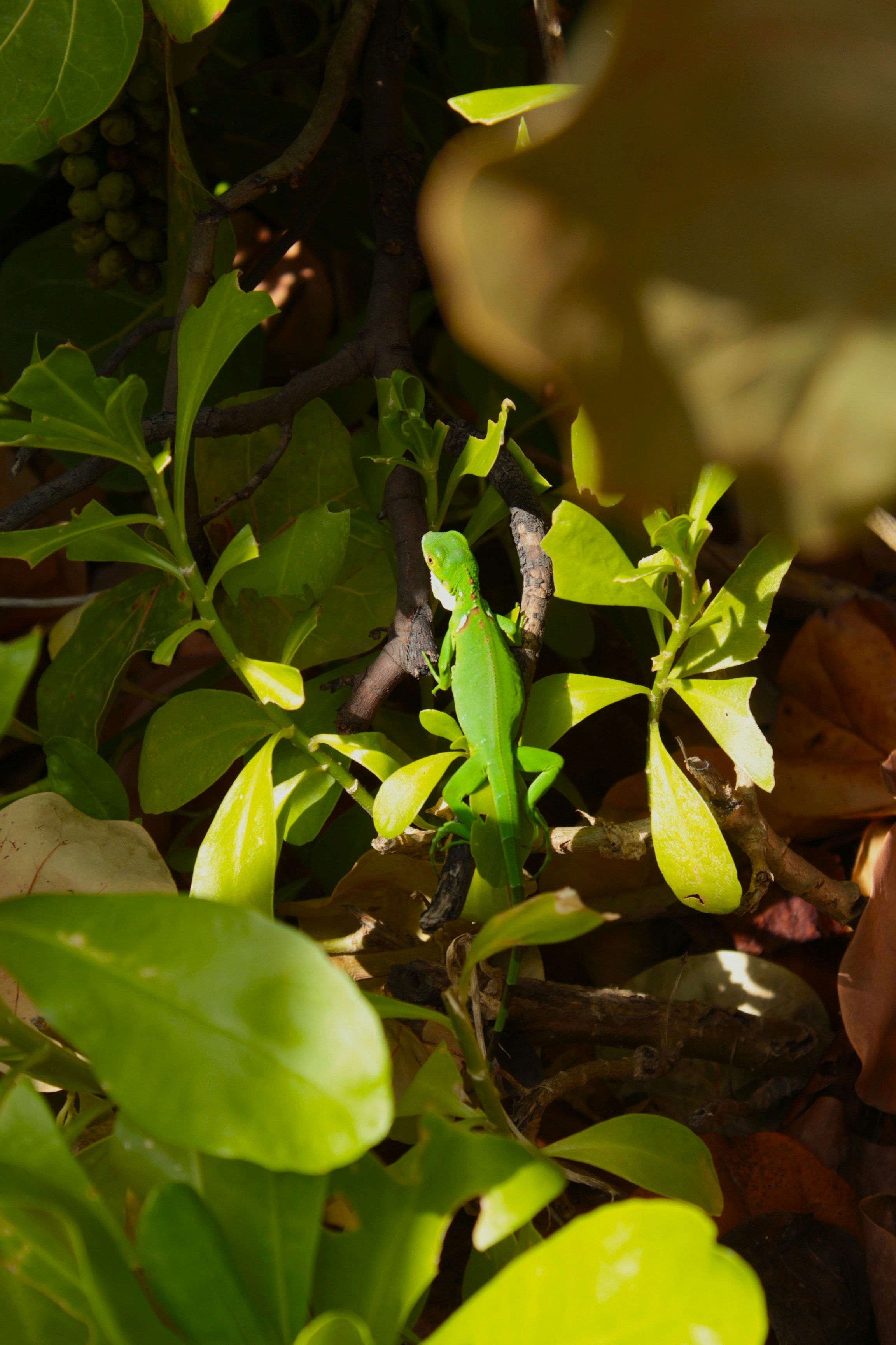 Hidden green lizard amid sunlit foliage