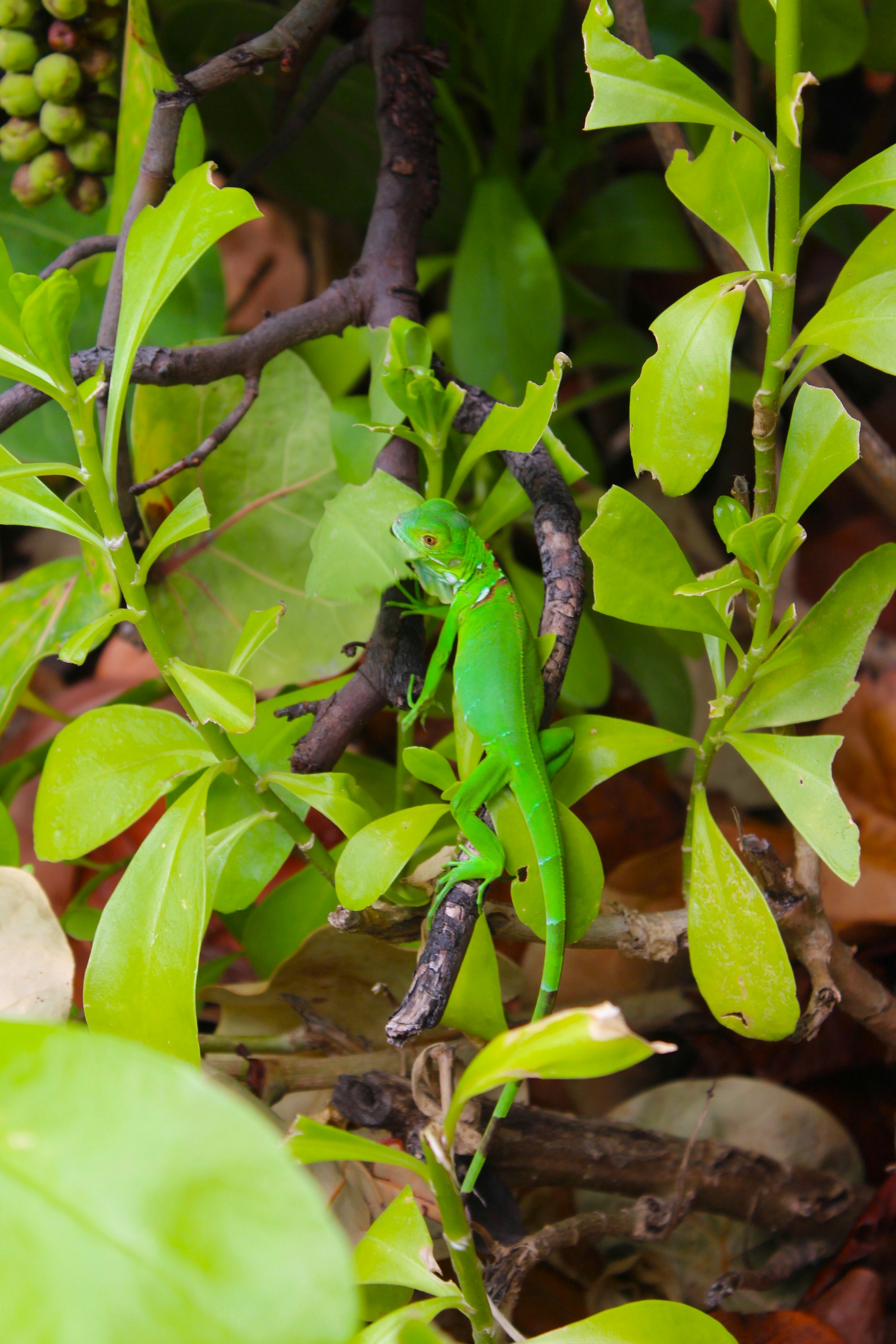 Emerald Arboreal Sentinel: a green lizard among sunlit leaves