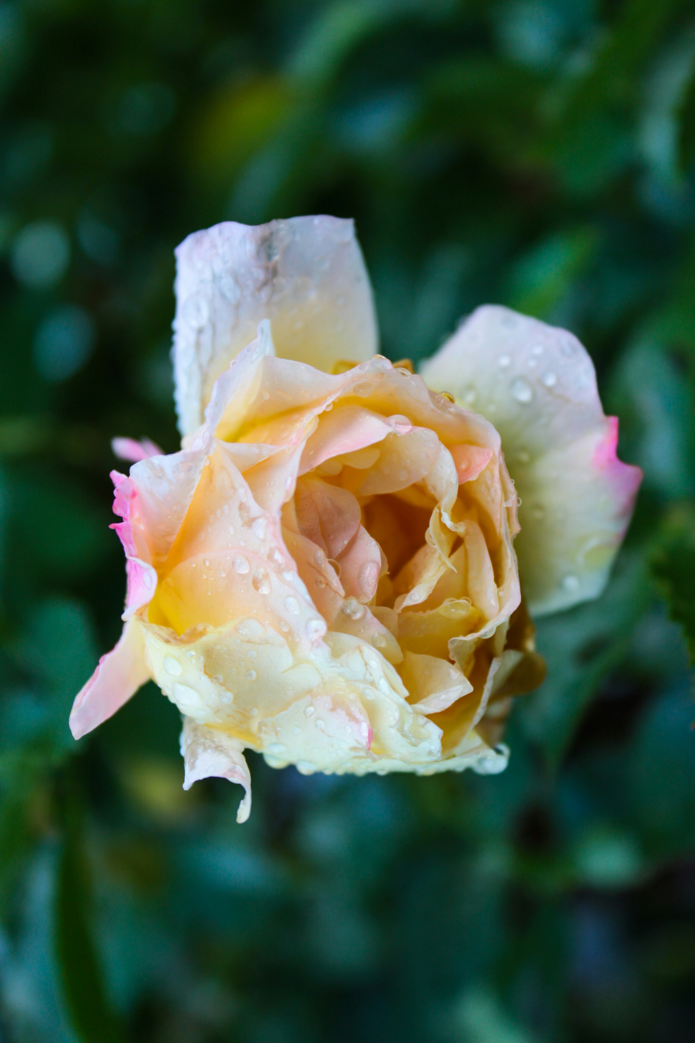 Soft Peach Rose in Focus: Droplets on Velvet Petals