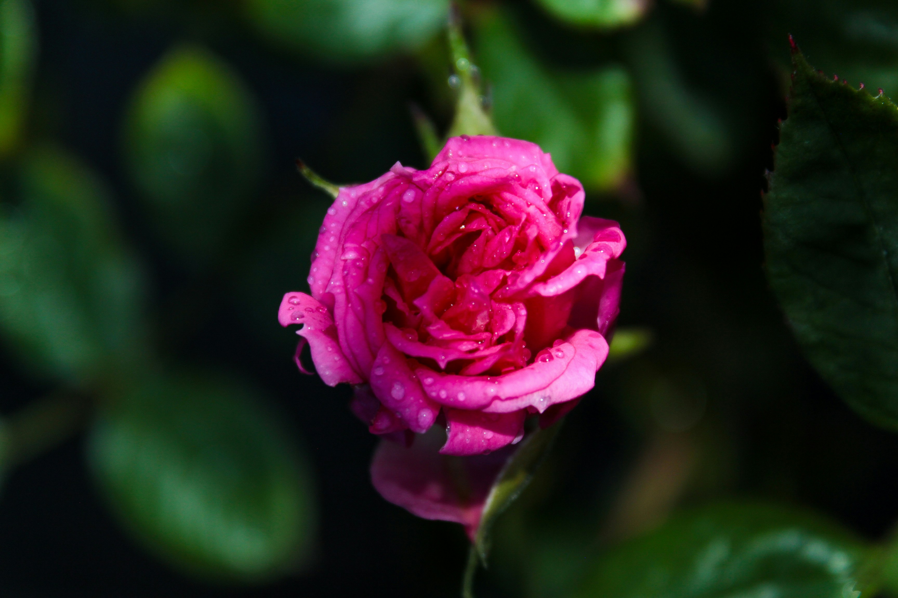 Pink Rose in Focus: Drops of Morning Light on Velvet Petals