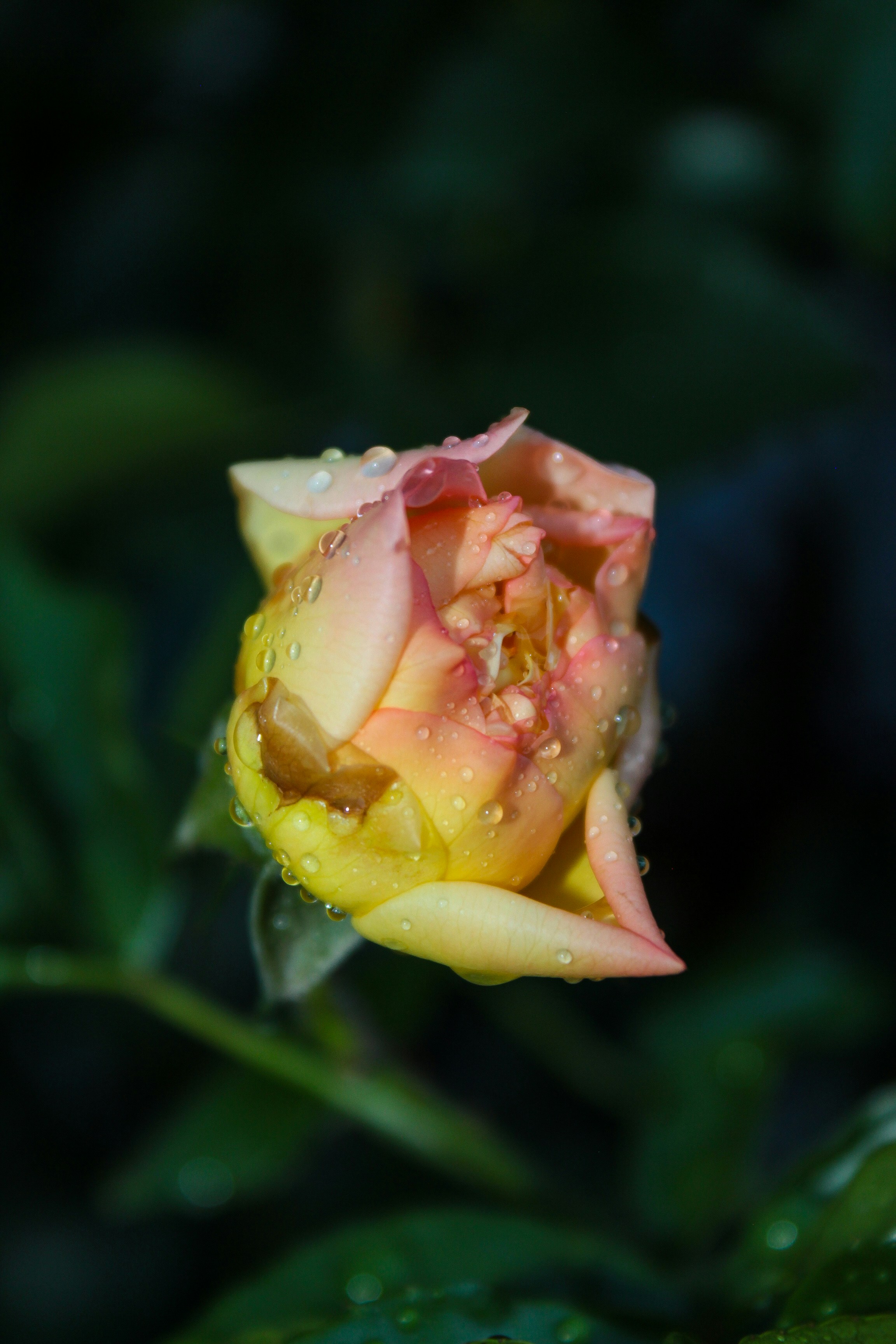 Dew-kissed Rosebud: Warmth in a Velvet Night