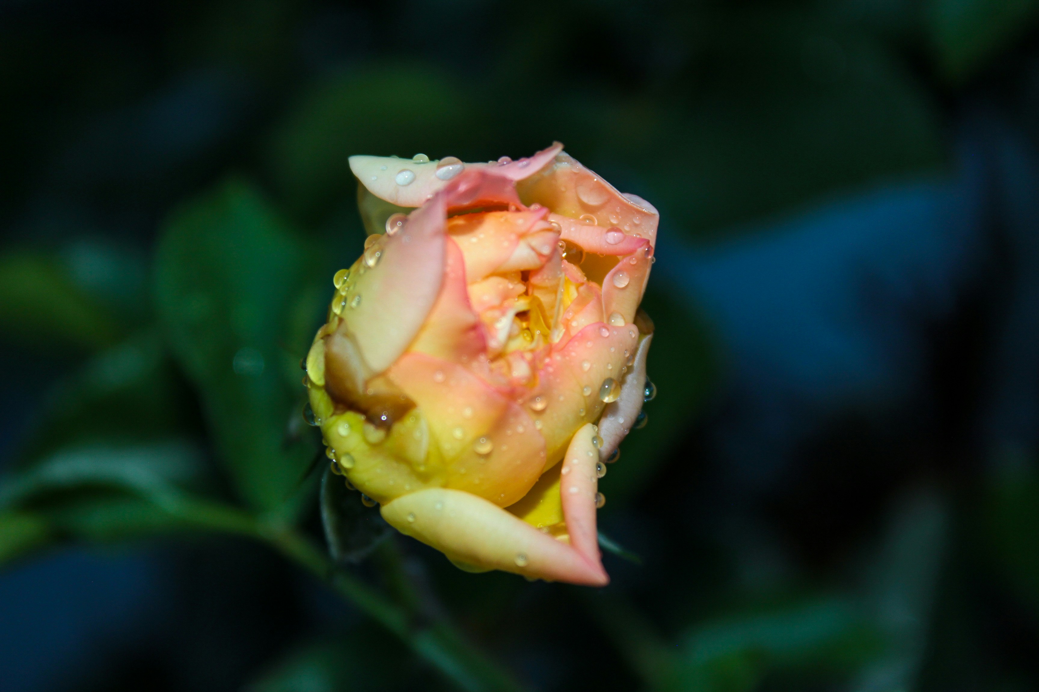 Petal in the Rain: a peach rose glistening with droplets