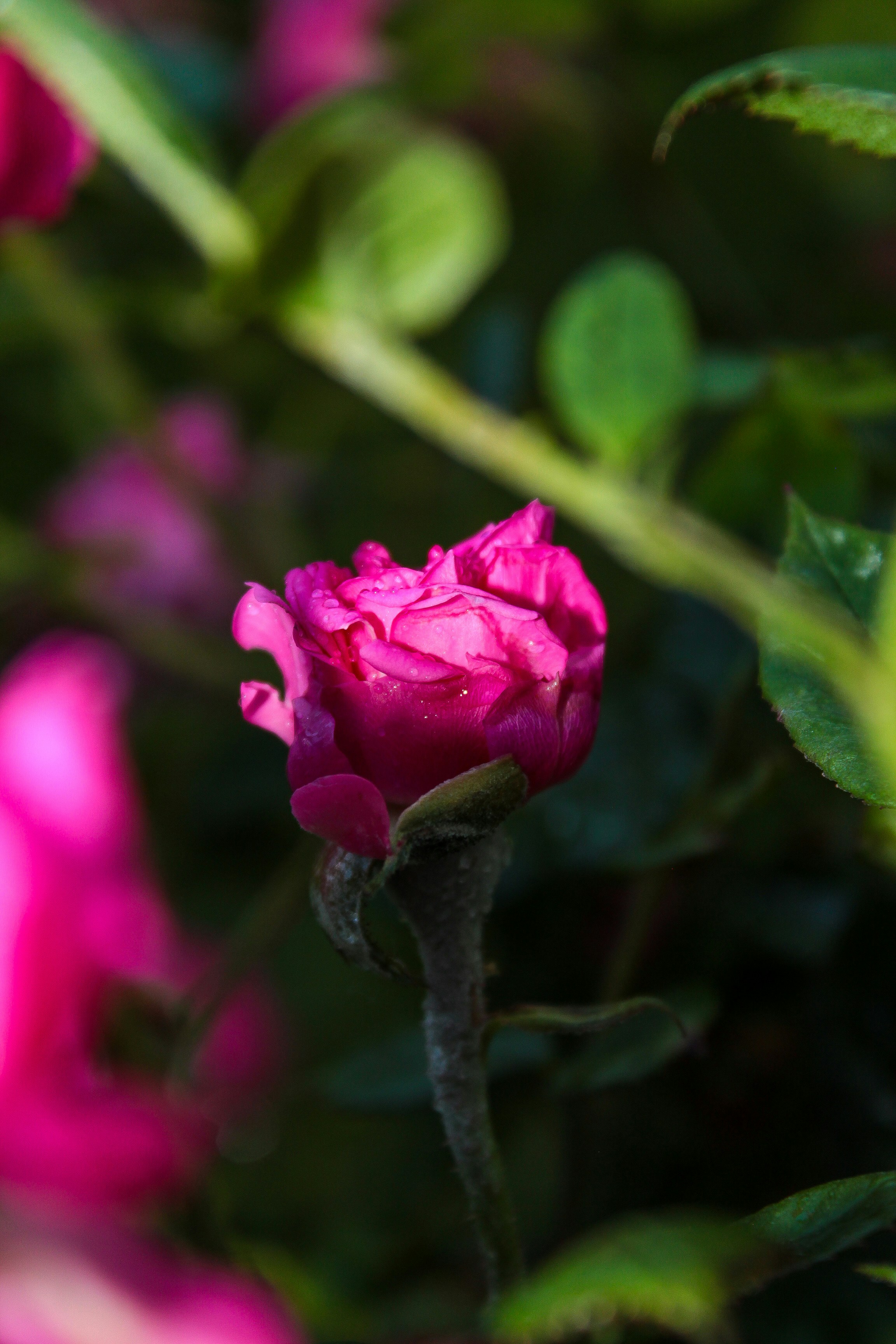 Pink Rosebud in Soft Focus Garden