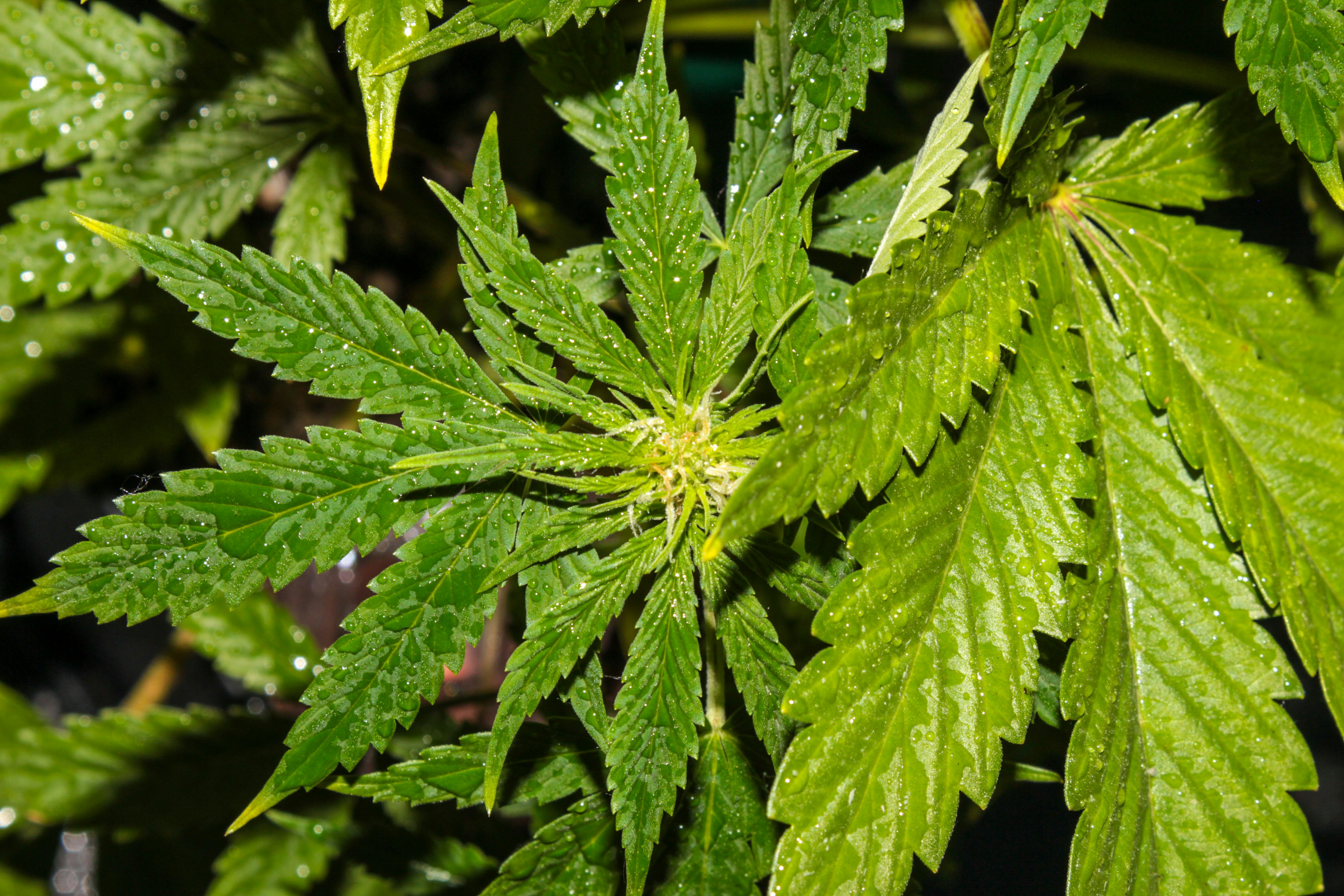 Leafy Symmetry: A Central Burst of Serrated Green