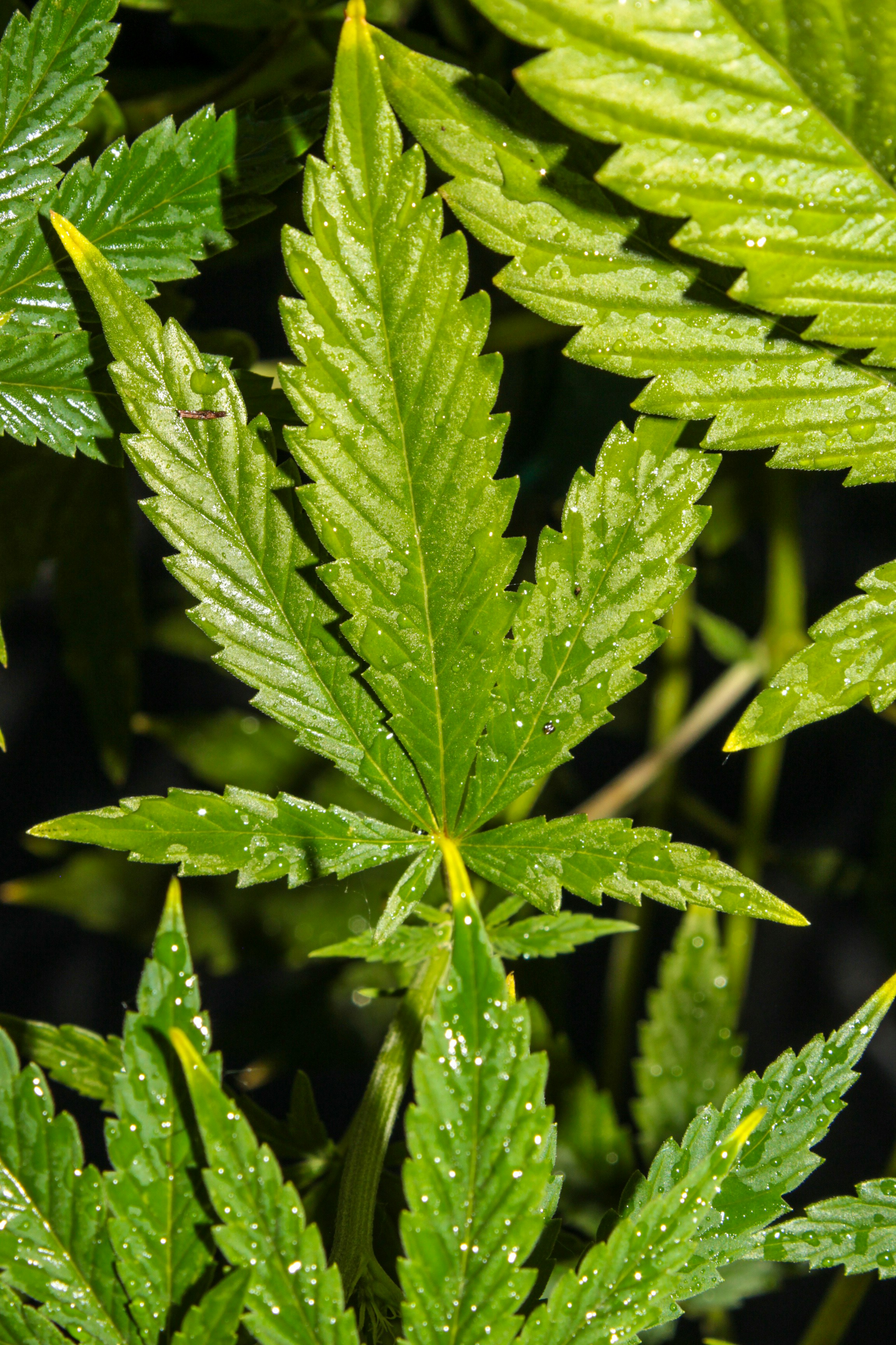 Close-up of Emerald Serrations: A Cannabis Leaf Mosaic
