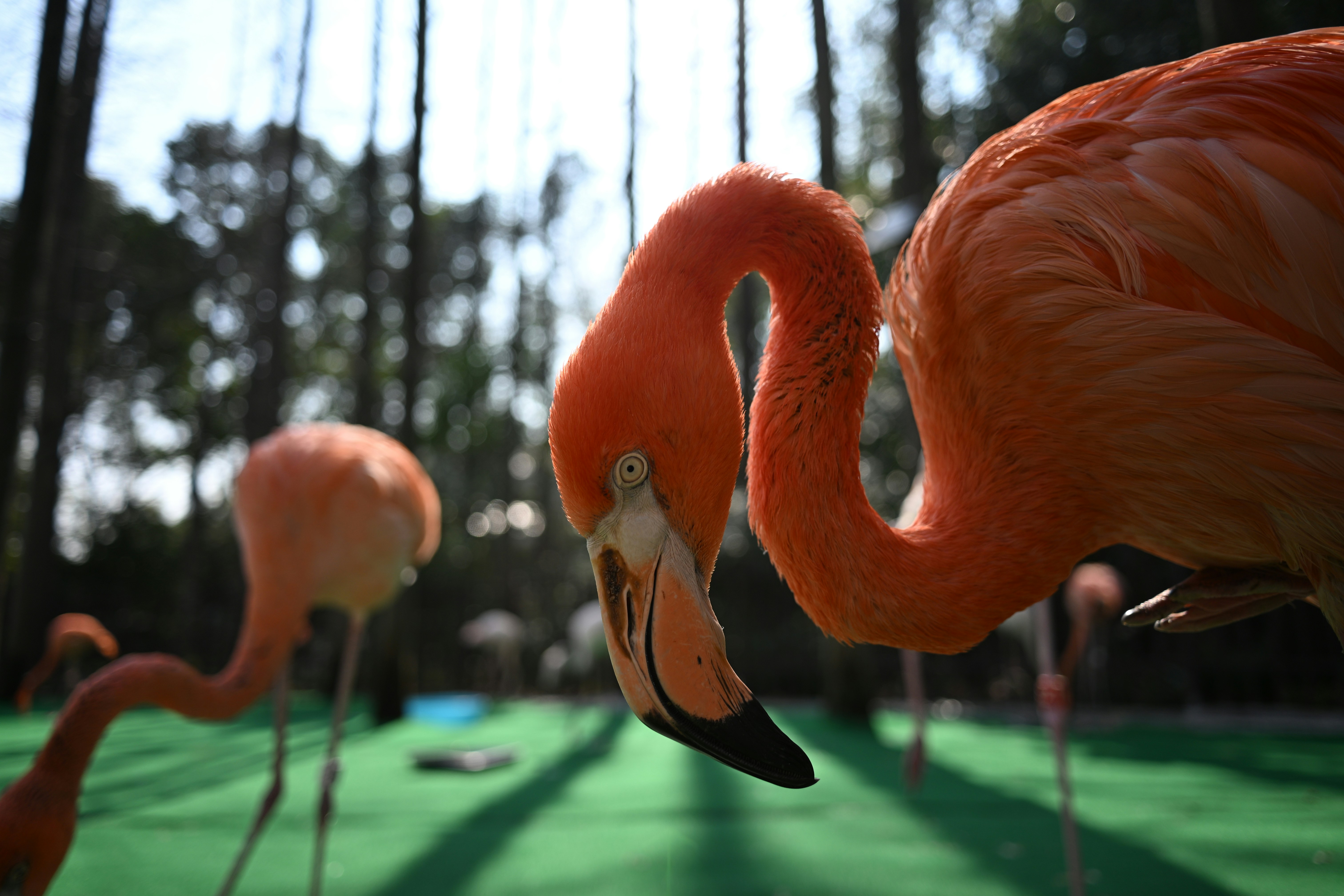 Curved Gaze: Flamingo Portrait at Ground-Level