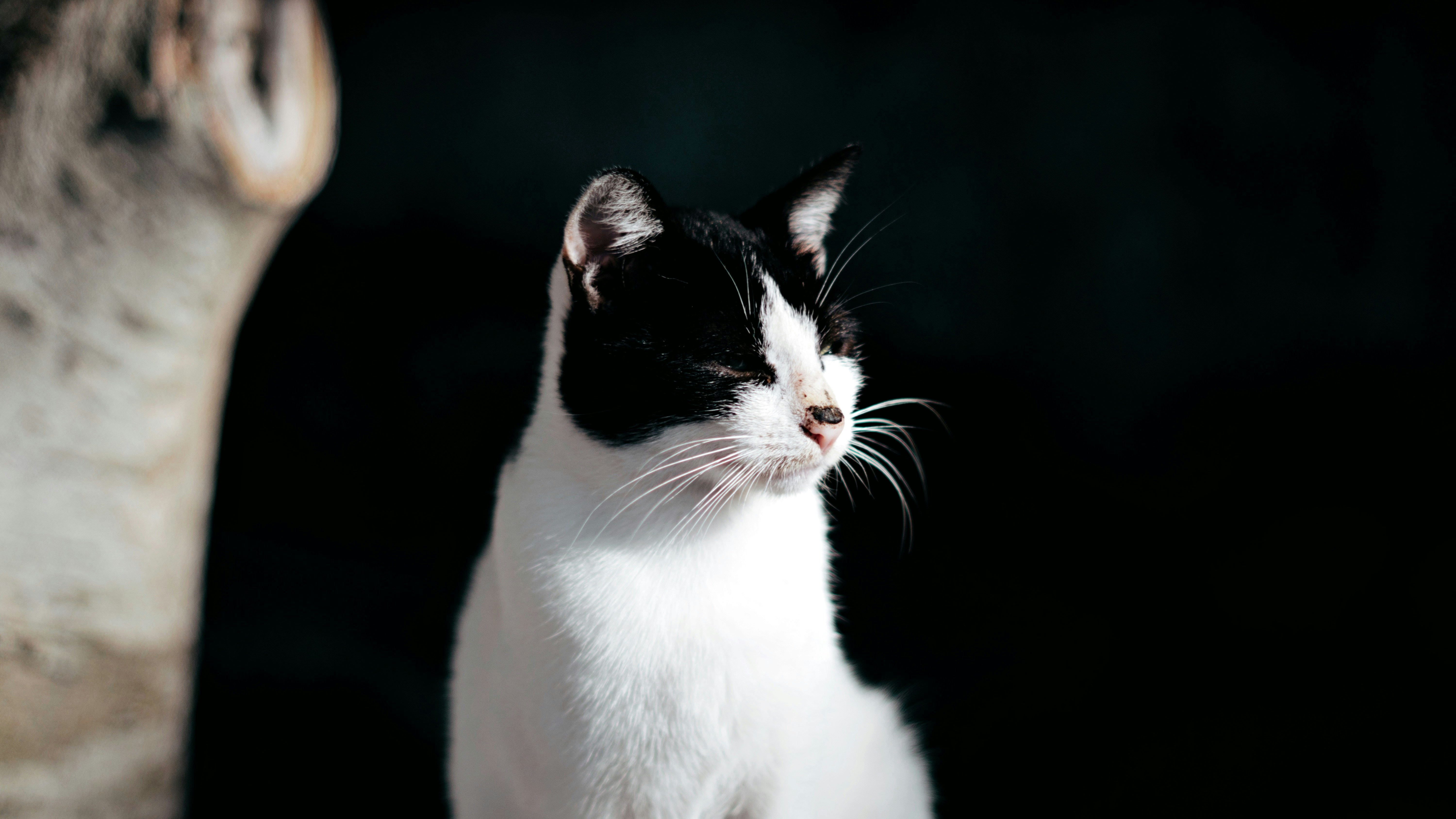Shadowed Headline: Black-and-White Cat Emerges from the Dark