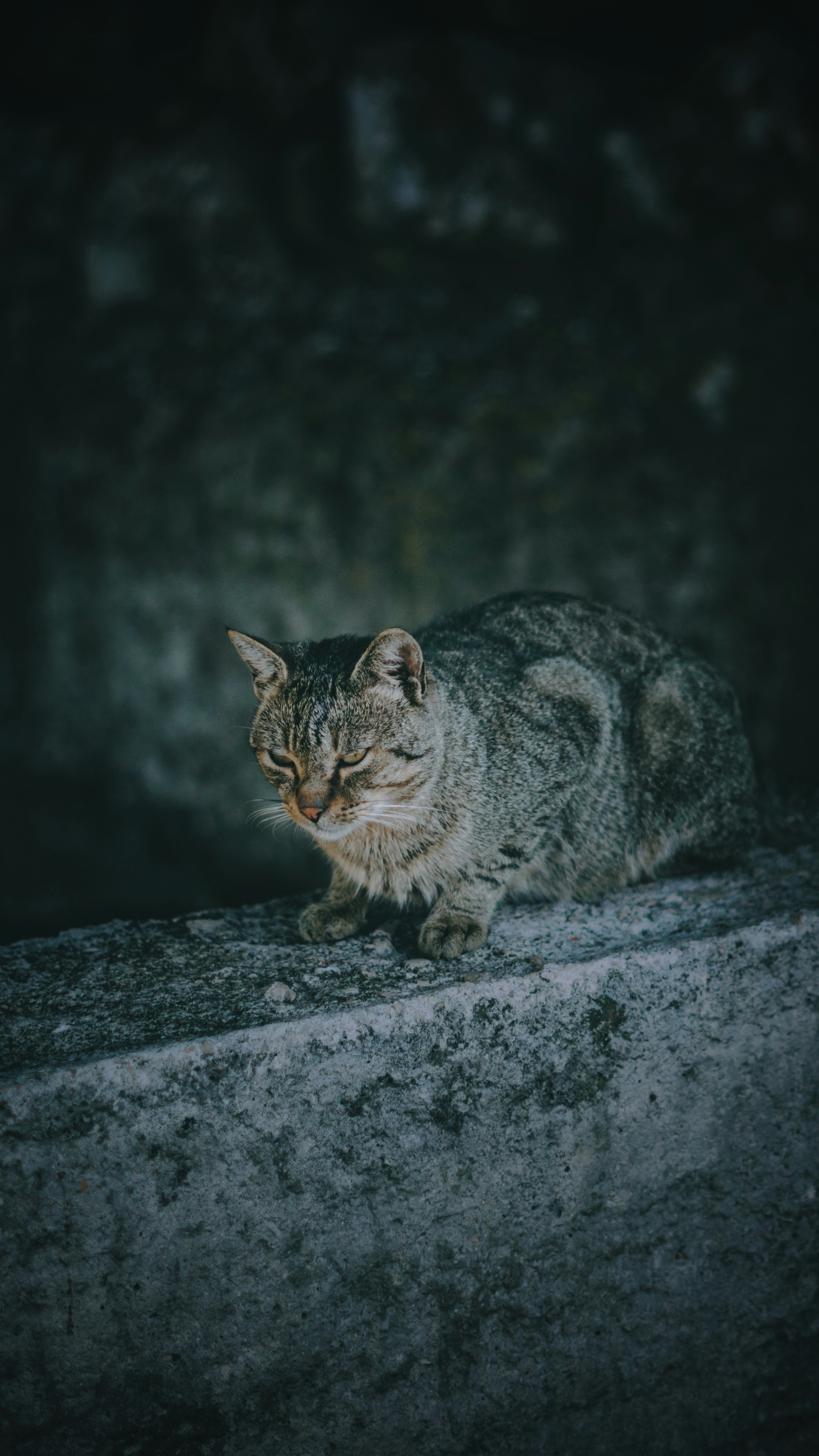 Grey Guardian: A Quiet Cat Halting on a Weathered Edge