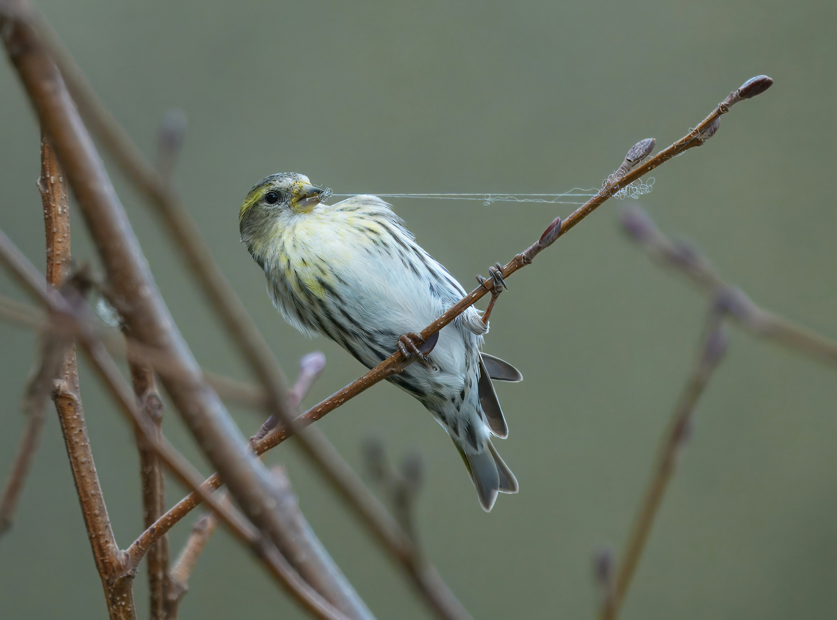 Small warbler perched among slender branches with pale underparts and soft feather details, foreground branches framing the subject in a muted natural backdrop.