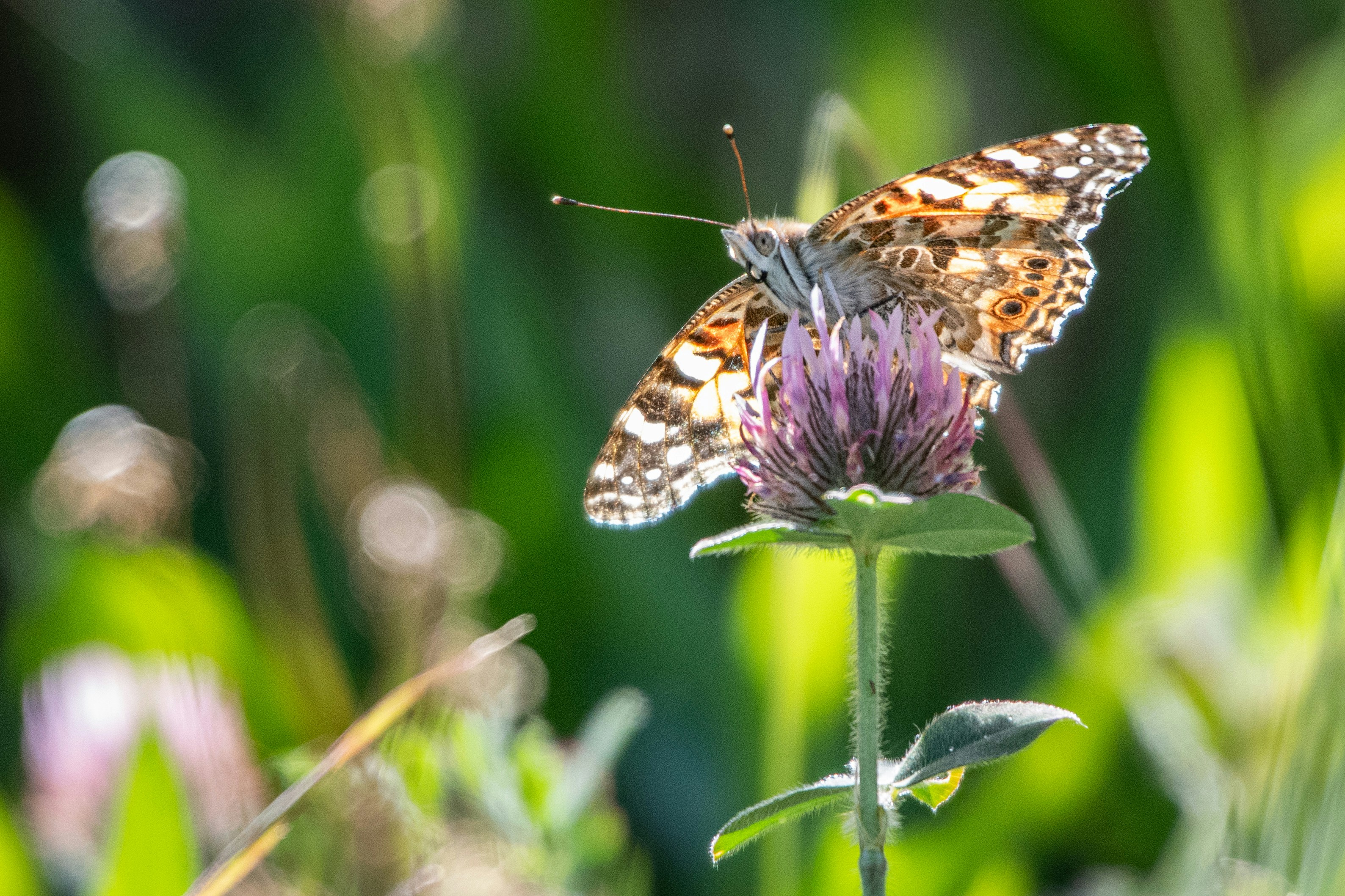 Painted Wings on a Velvet Bloom
