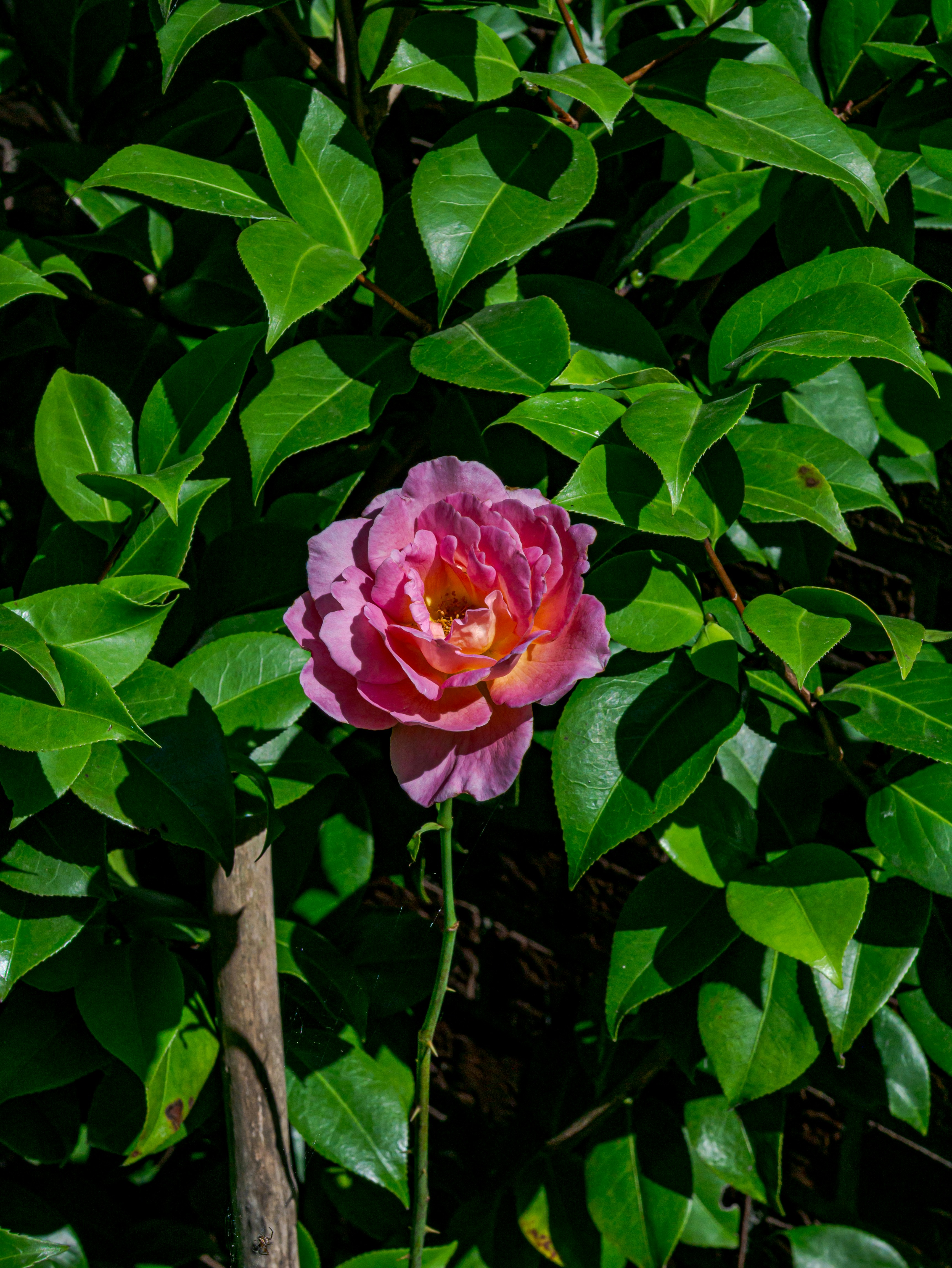 Pink camellia bloom amid glossy green foliage