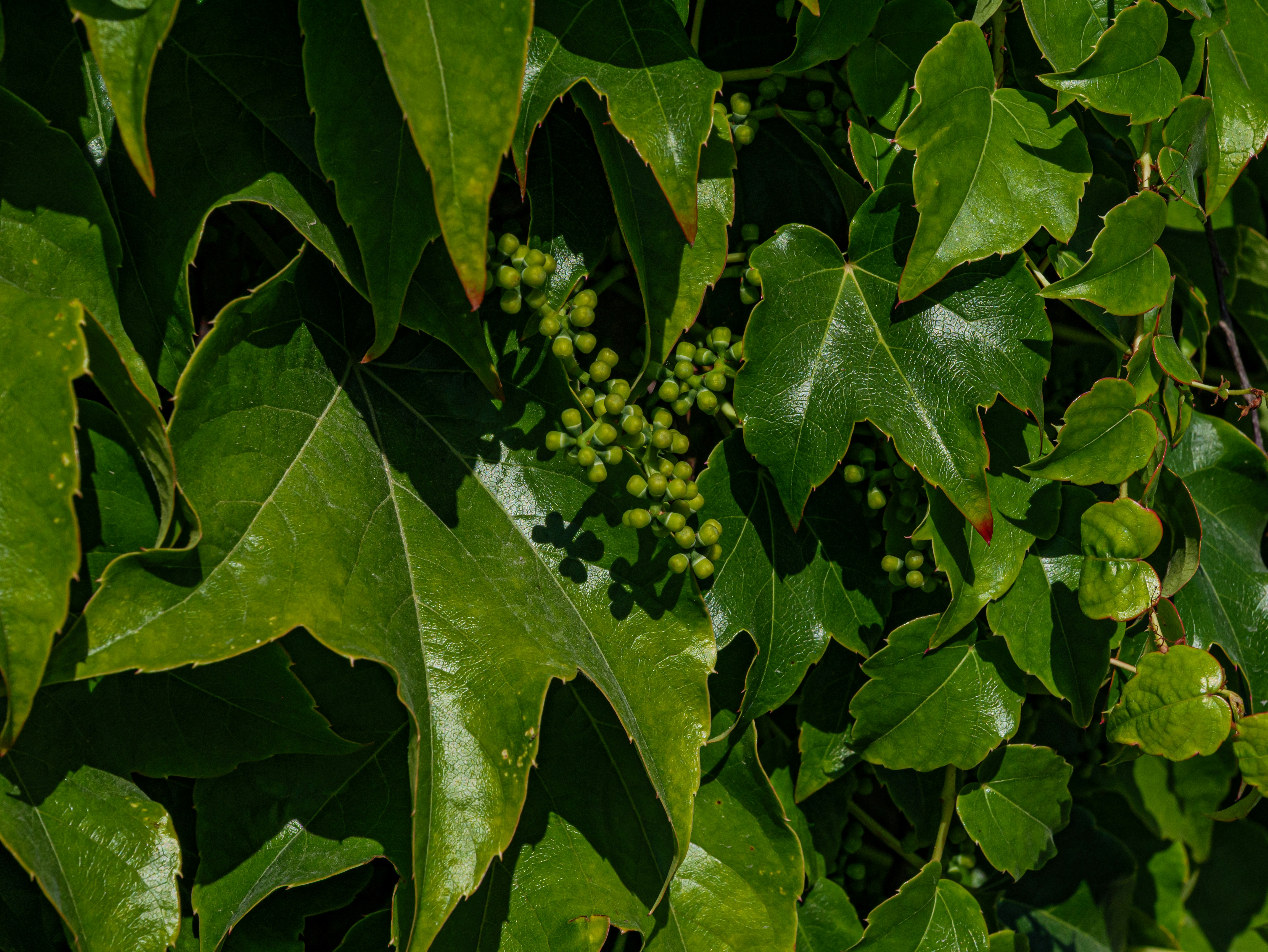 Vibrant Ivy Tangle: Close-Up of Glossy Leaves and Berries